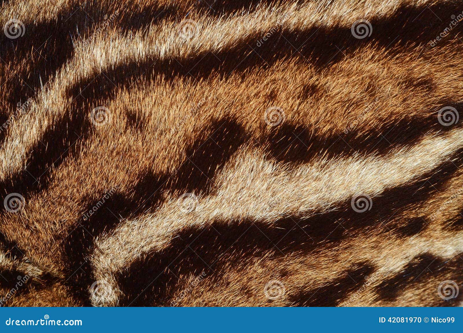 Ocelot texture stock photo. Image of patterns, mimic - 42081970