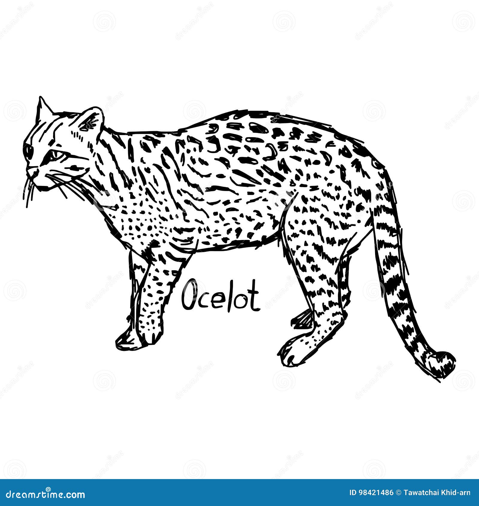 Ocelot - Vector Illustration Sketch Hand Drawn With Black Lines ...