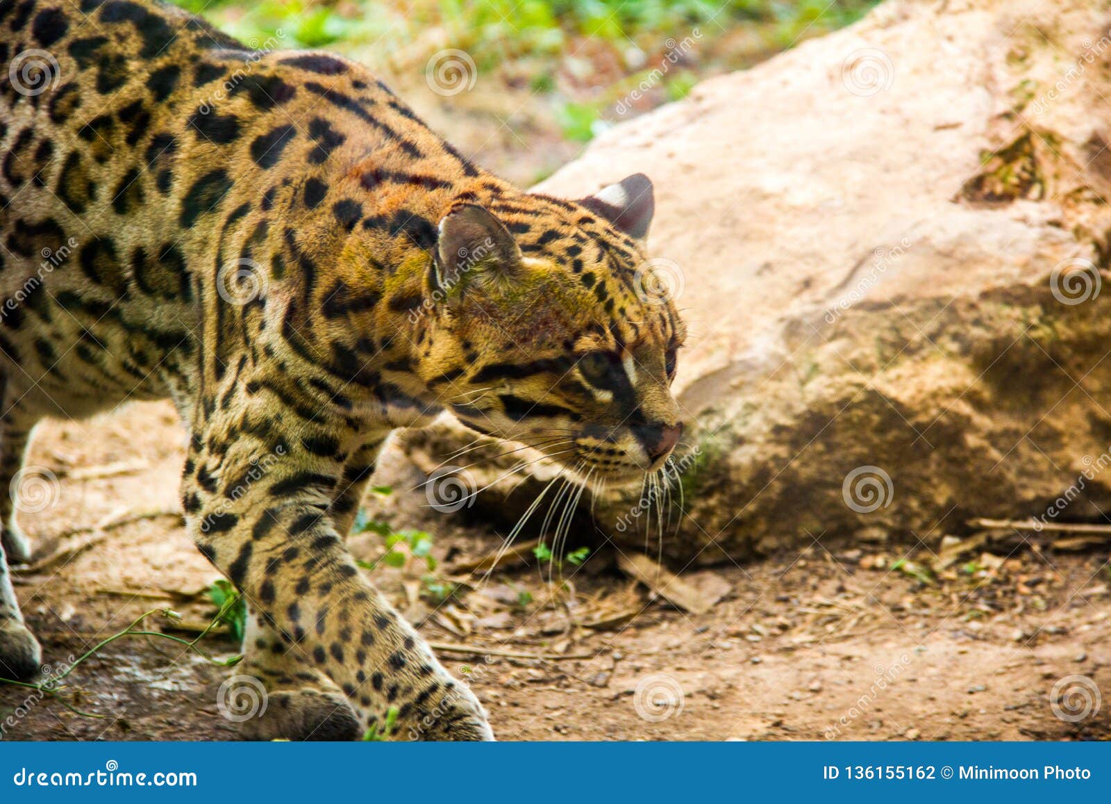 Ocelot Walking Carefully, Leopardus Pardalis Stock Photo - Image of ...