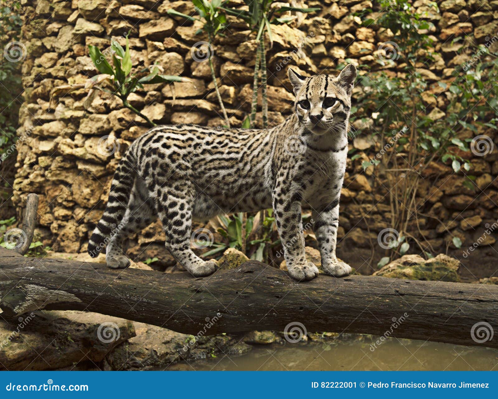 Ocelot wild cat stock image. Image of central, america - 82222001