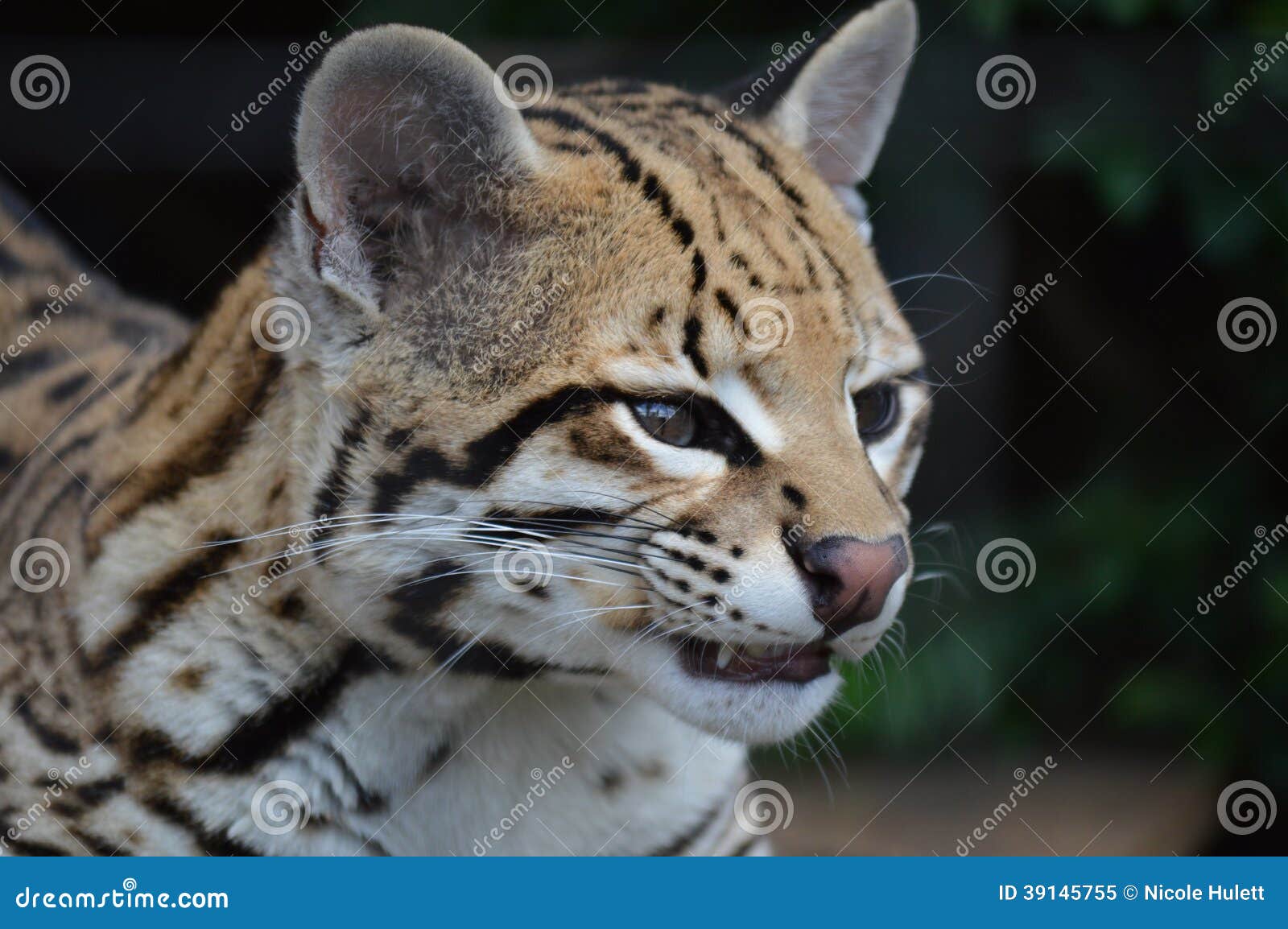 Ocelot Wild Cat stock image. Image of africa, animal - 39145755
