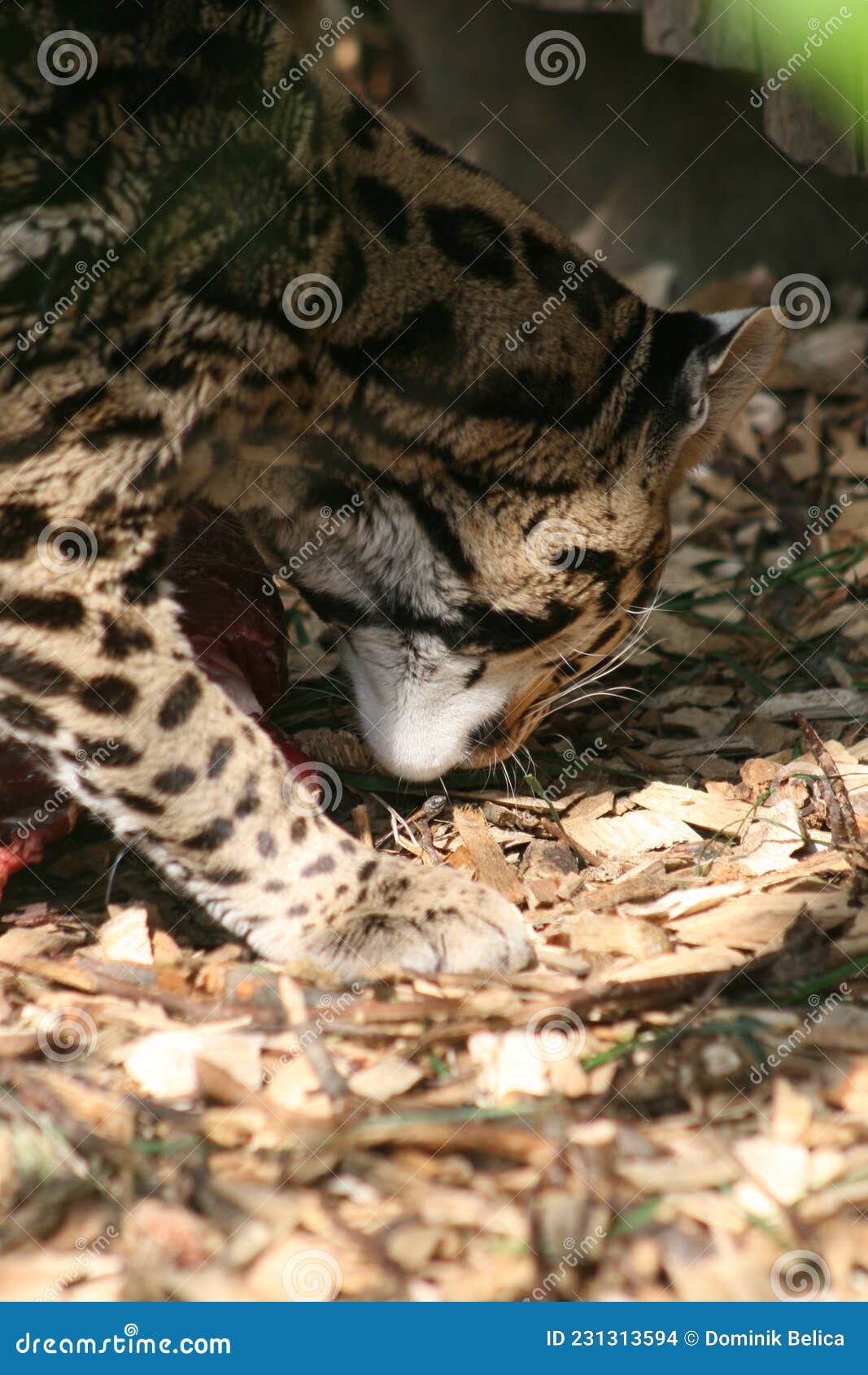 What Eats A Ocelot