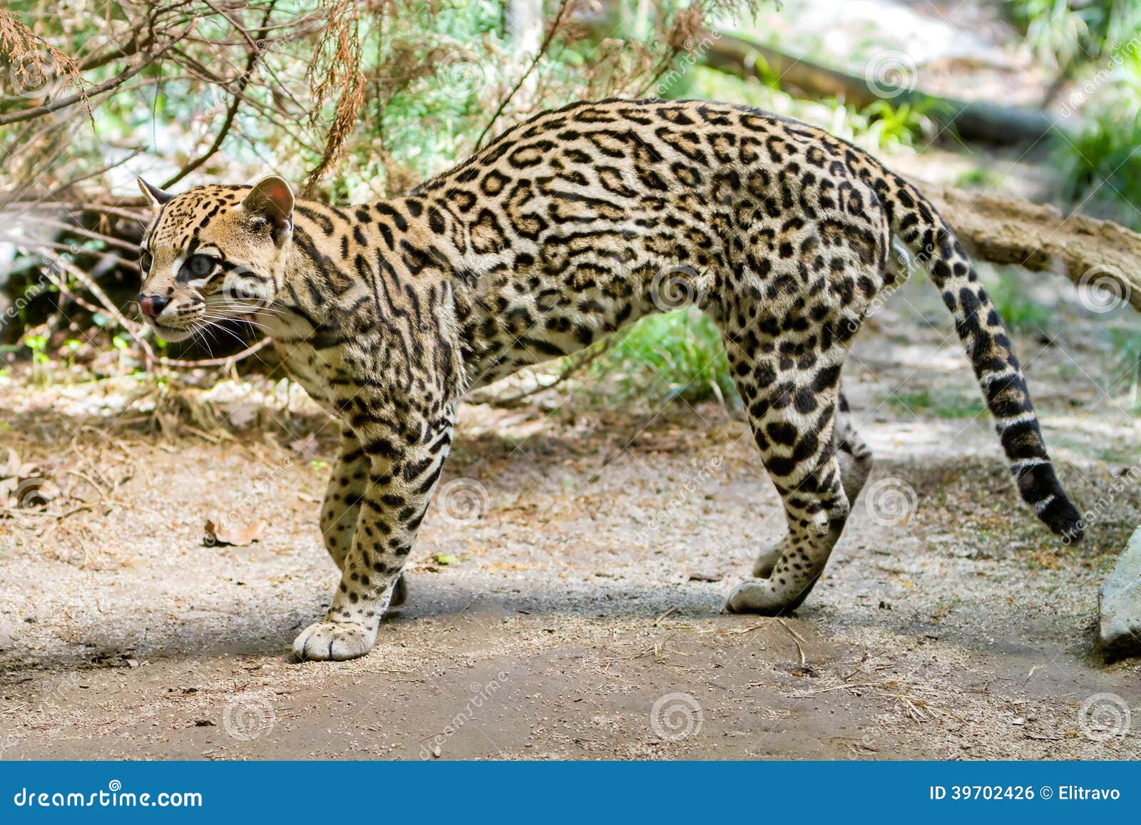 Ocelote, foto de stock. Imagem de grande, leopardo, animal - 39702426