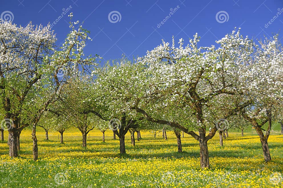Ochard stock image. Image of common, germany, trees, white - 26090585
