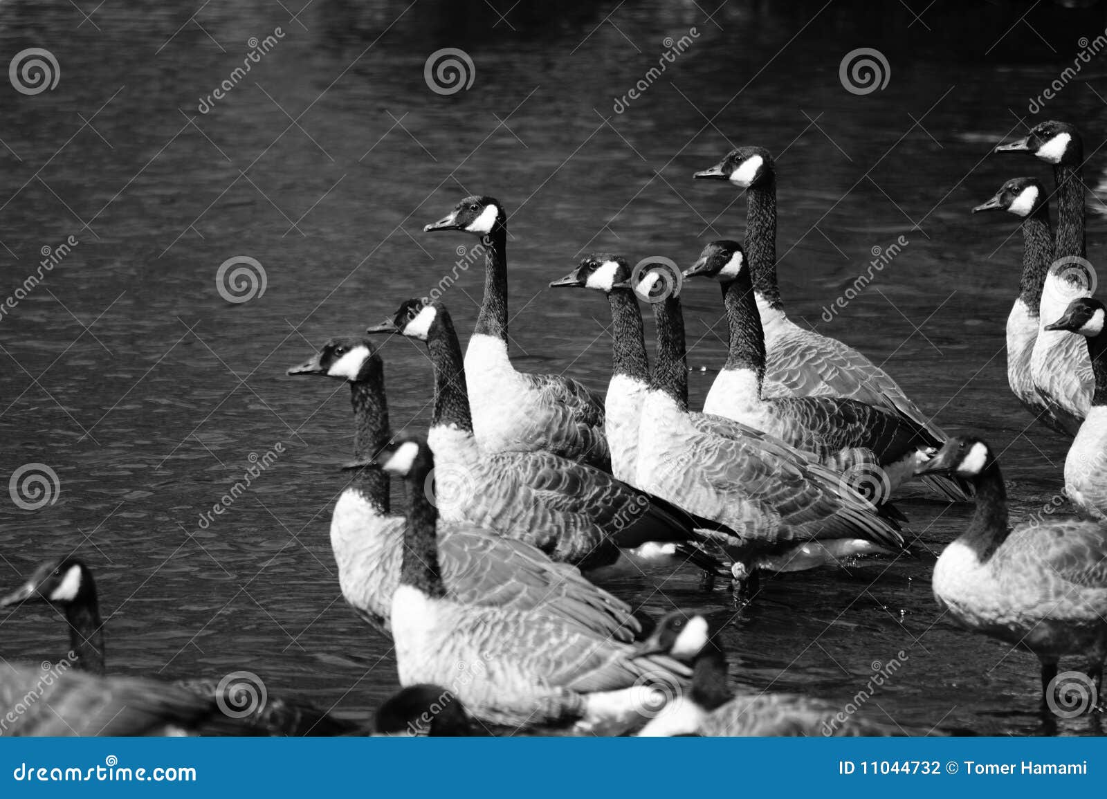 Oche fotografia stock. Immagine di oche, nero, calma - 11044732
