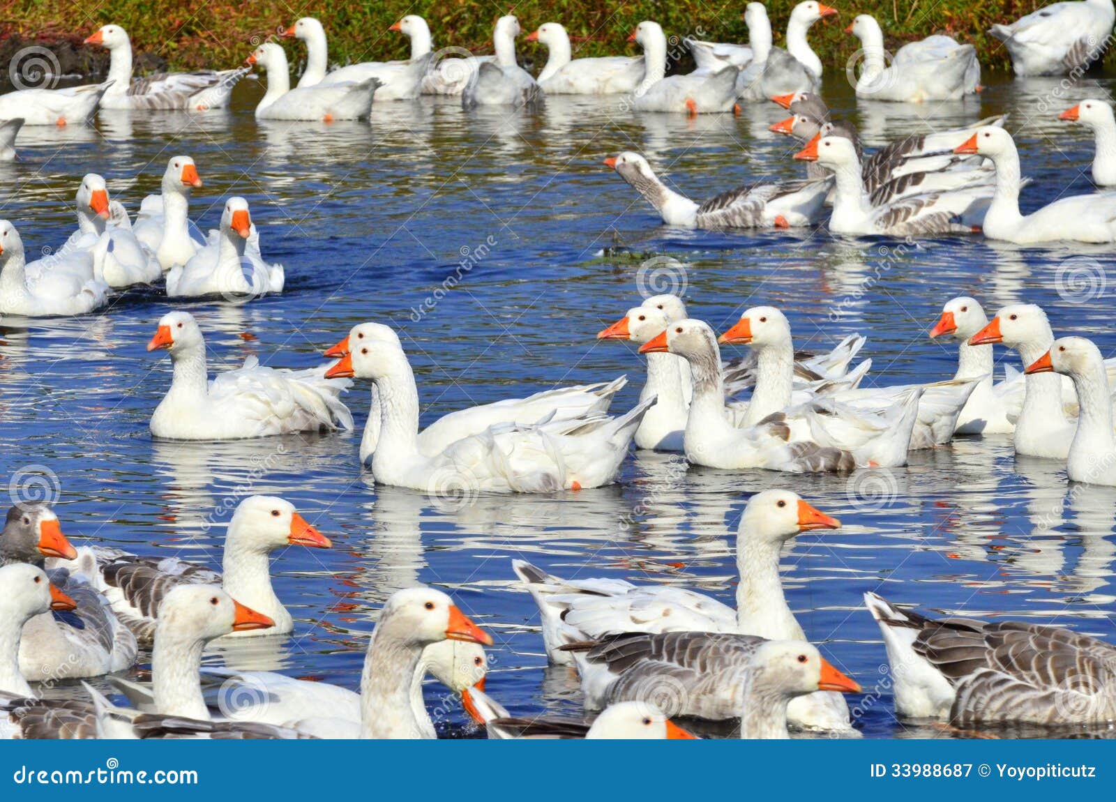 Oche immagine stock. Immagine di uccello, anatra, podere - 33988687
