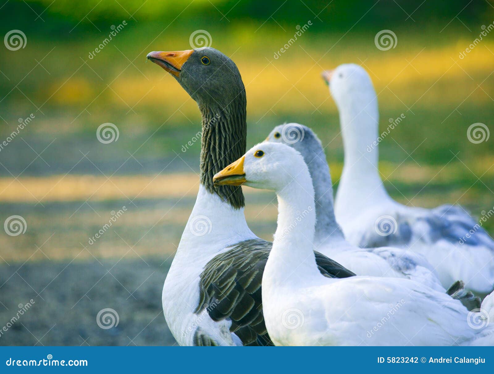 Oche fotografia stock. Immagine di uccelli, rurale, podere - 5823242