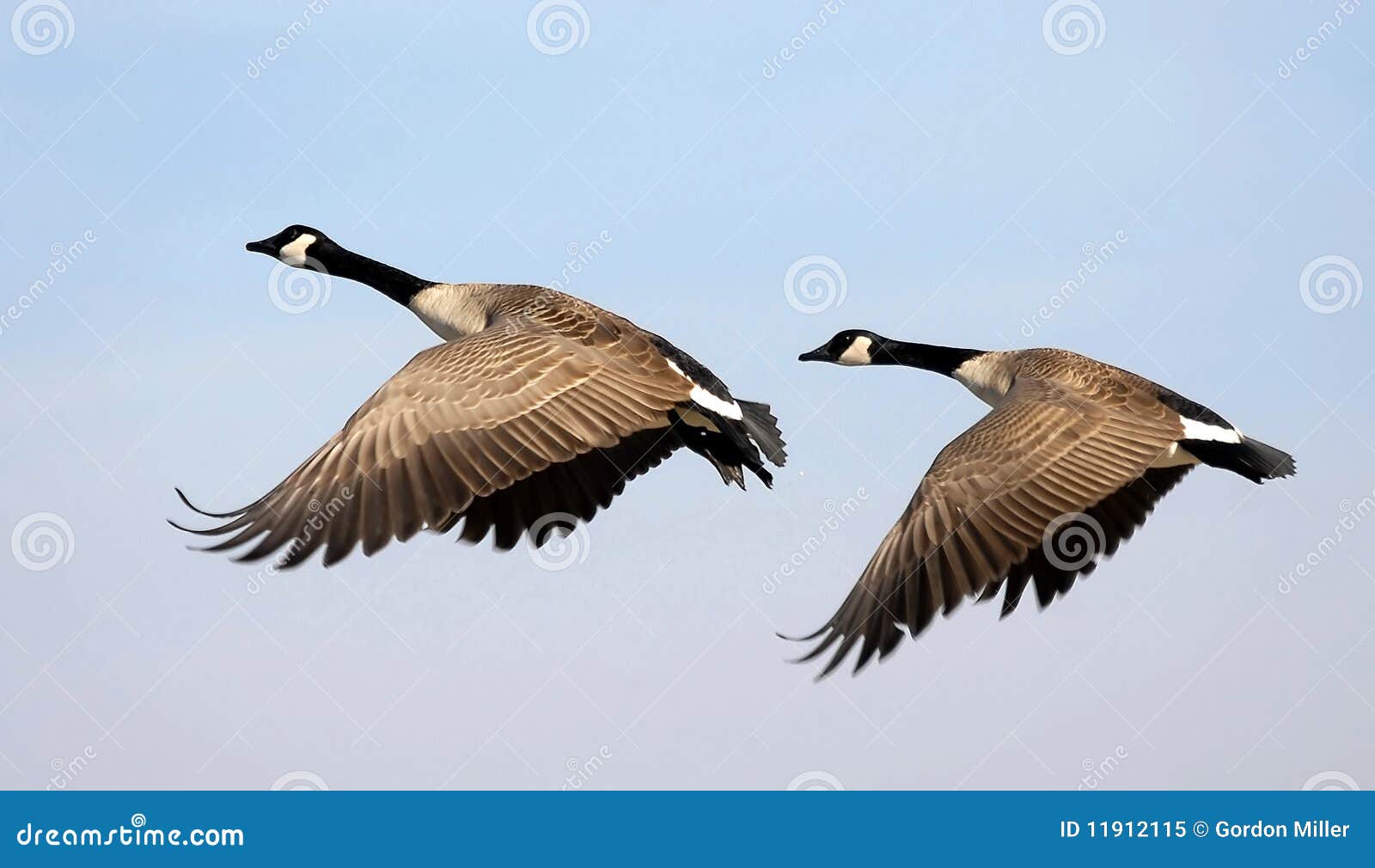 Oche del Canada di volo immagine stock. Immagine di molla - 11912115