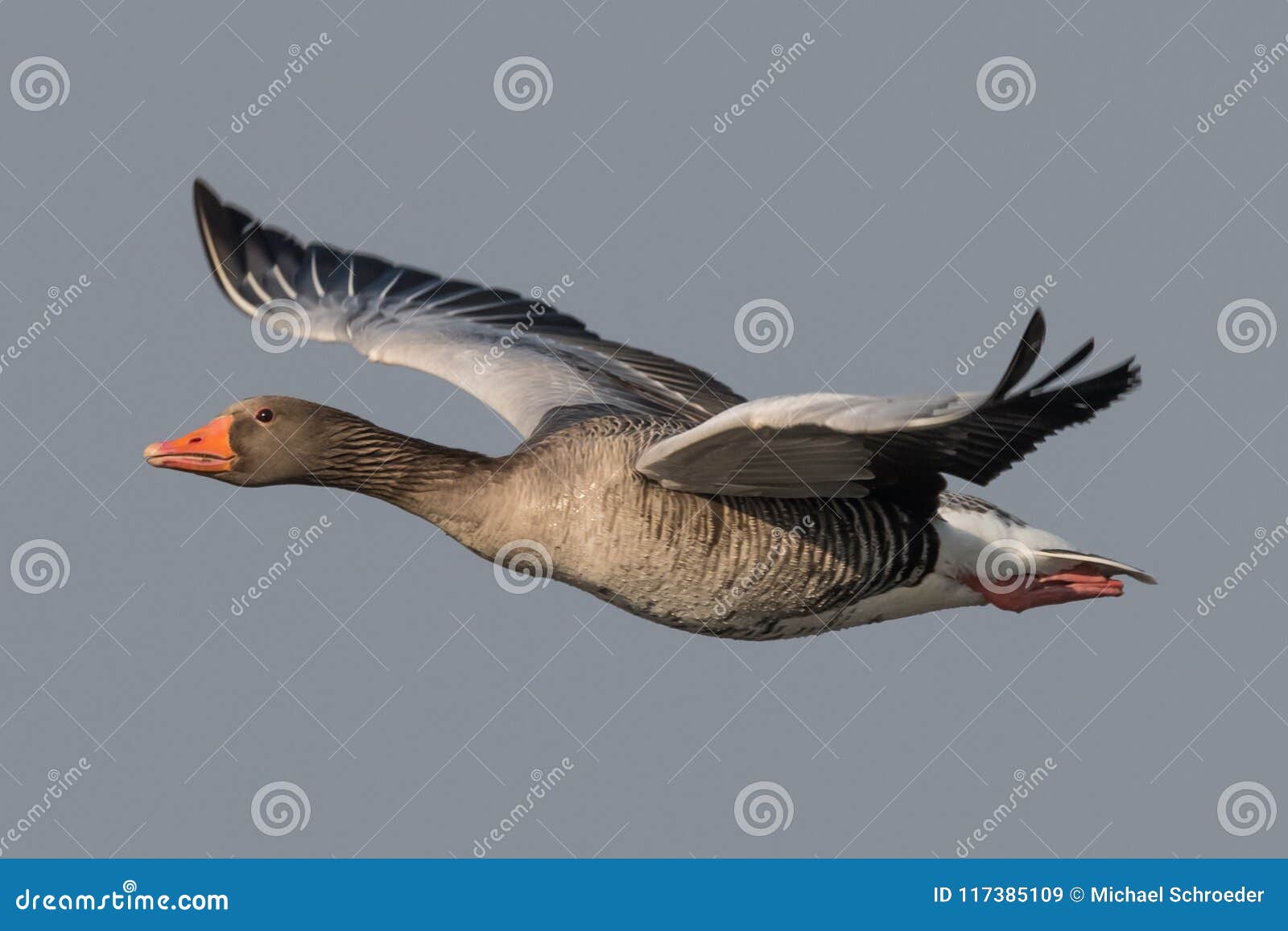 Oche Dell'oca Selvatica, Anser Del Anser Immagine Stock - Immagine di germania, uccelli: 117385109