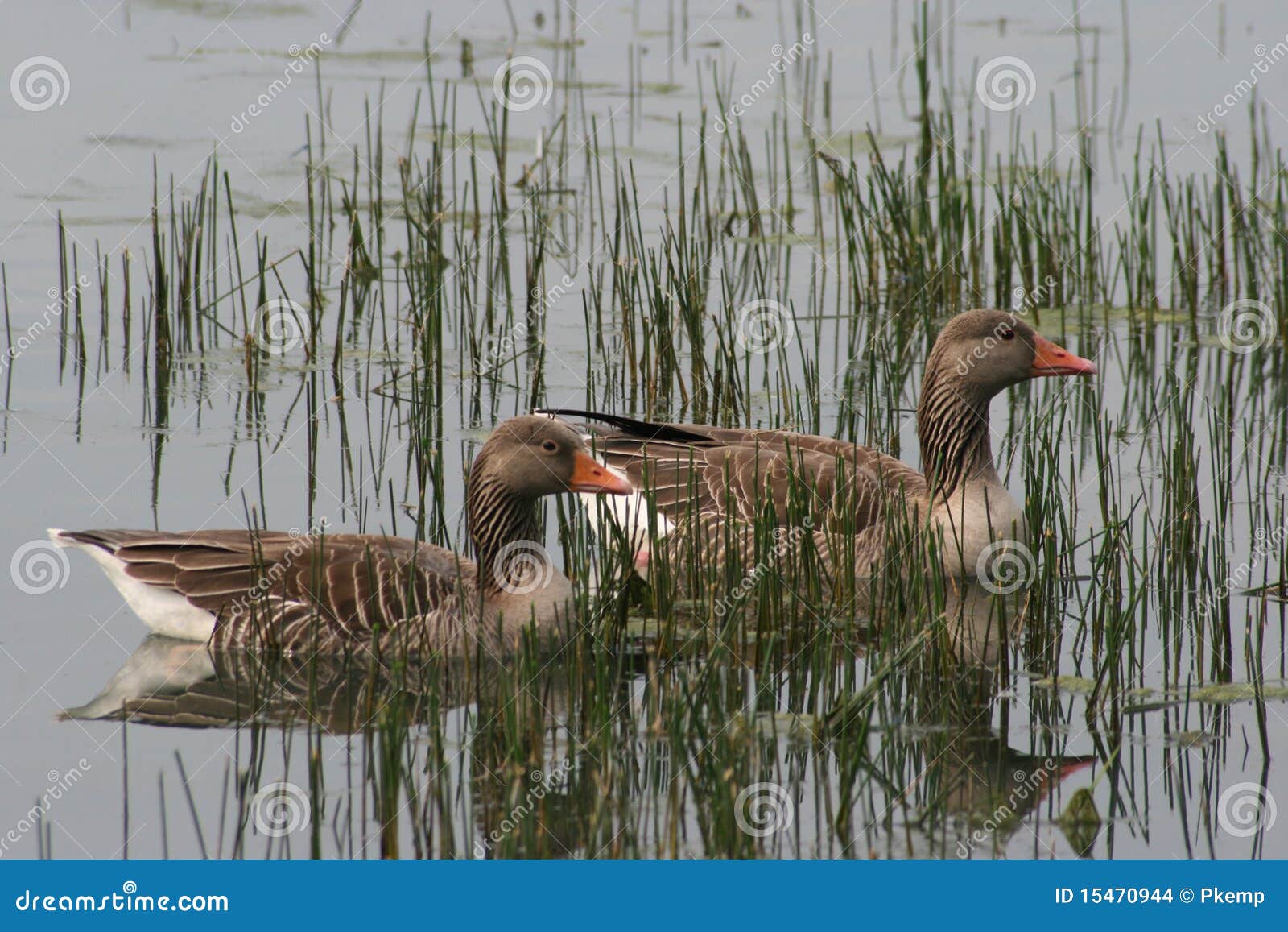 Oche di oca selvatica fotografia stock. Immagine di anatra - 15470944