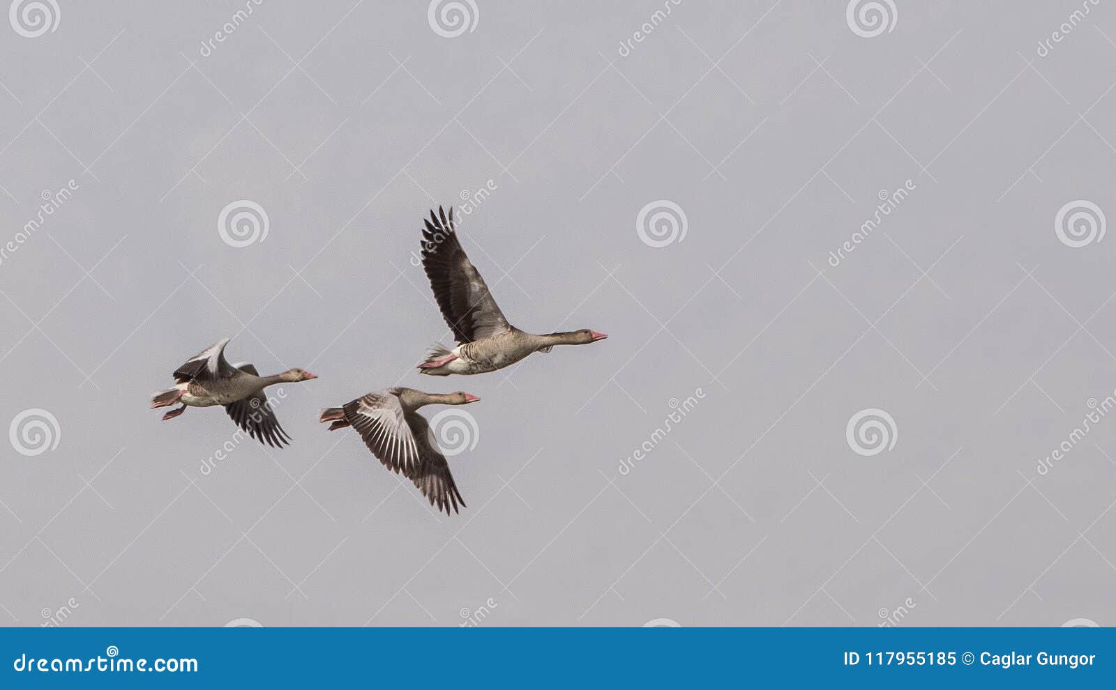 Oche Di Oca Selvatica Durante Il Volo Immagine Stock - Immagine di radura, becco: 117955185