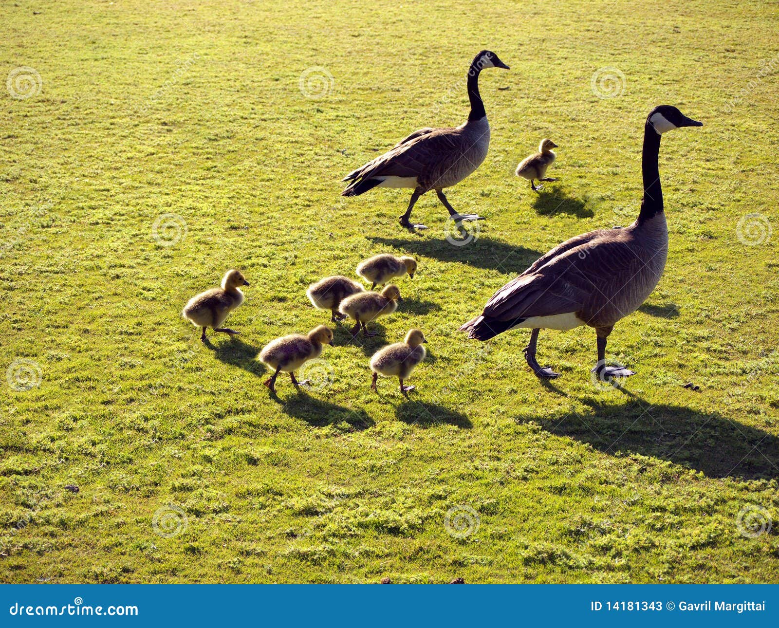 Oche e papere immagine stock. Immagine di canadese, coppie - 14181343