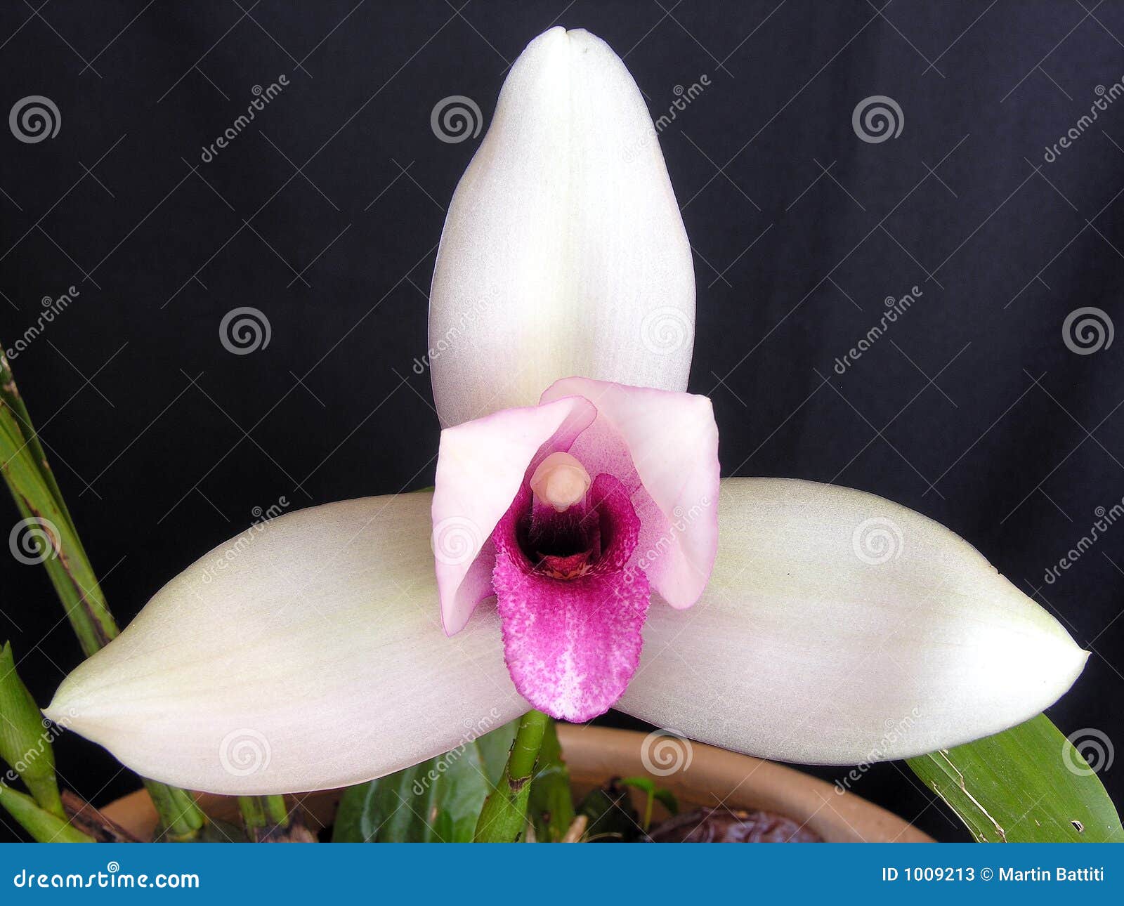 Ochid Lycaste skinneri stock image. Image of national - 1009213