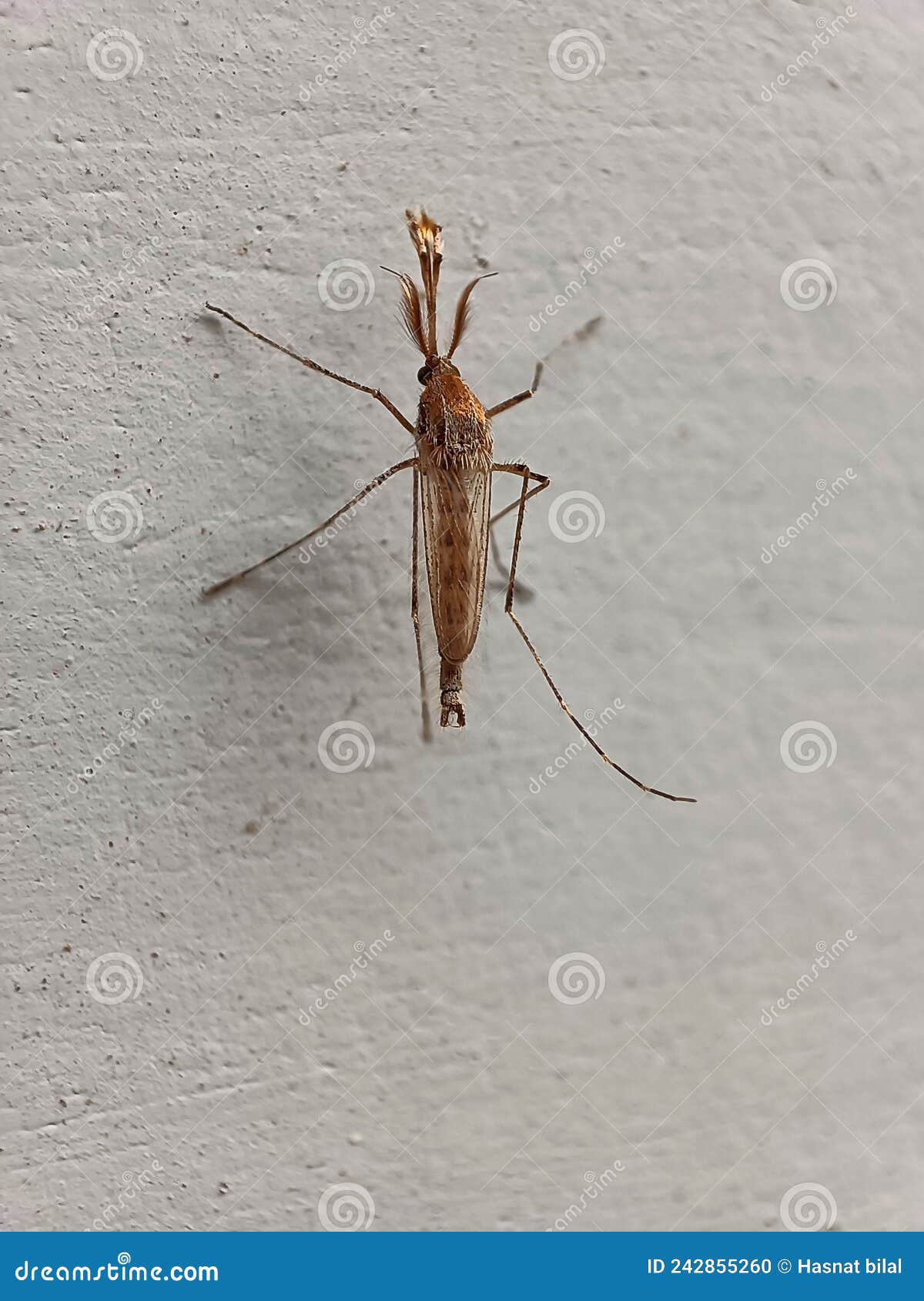 Ochlerotatus stock photo. Image of golden, ochlerotatus - 242855260