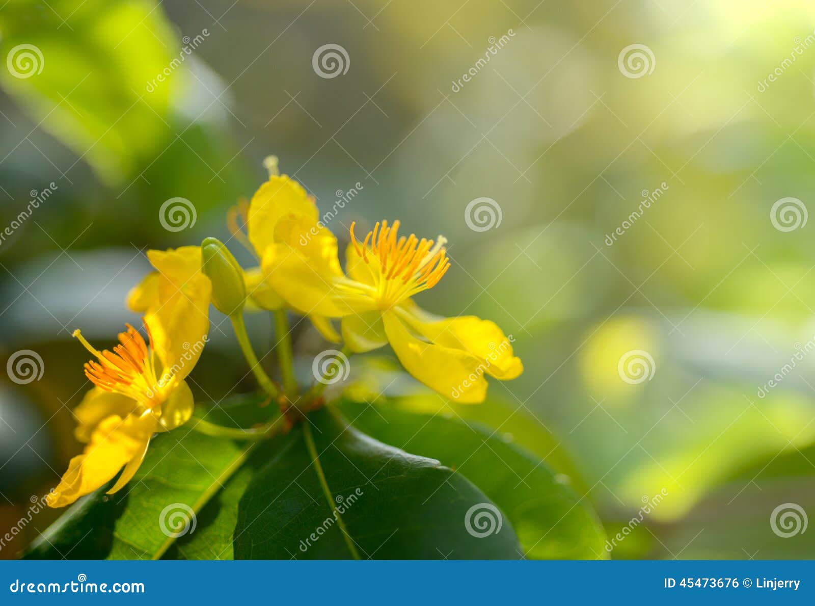 Ochna integerrima flower stock photo. Image of elegant - 45473676