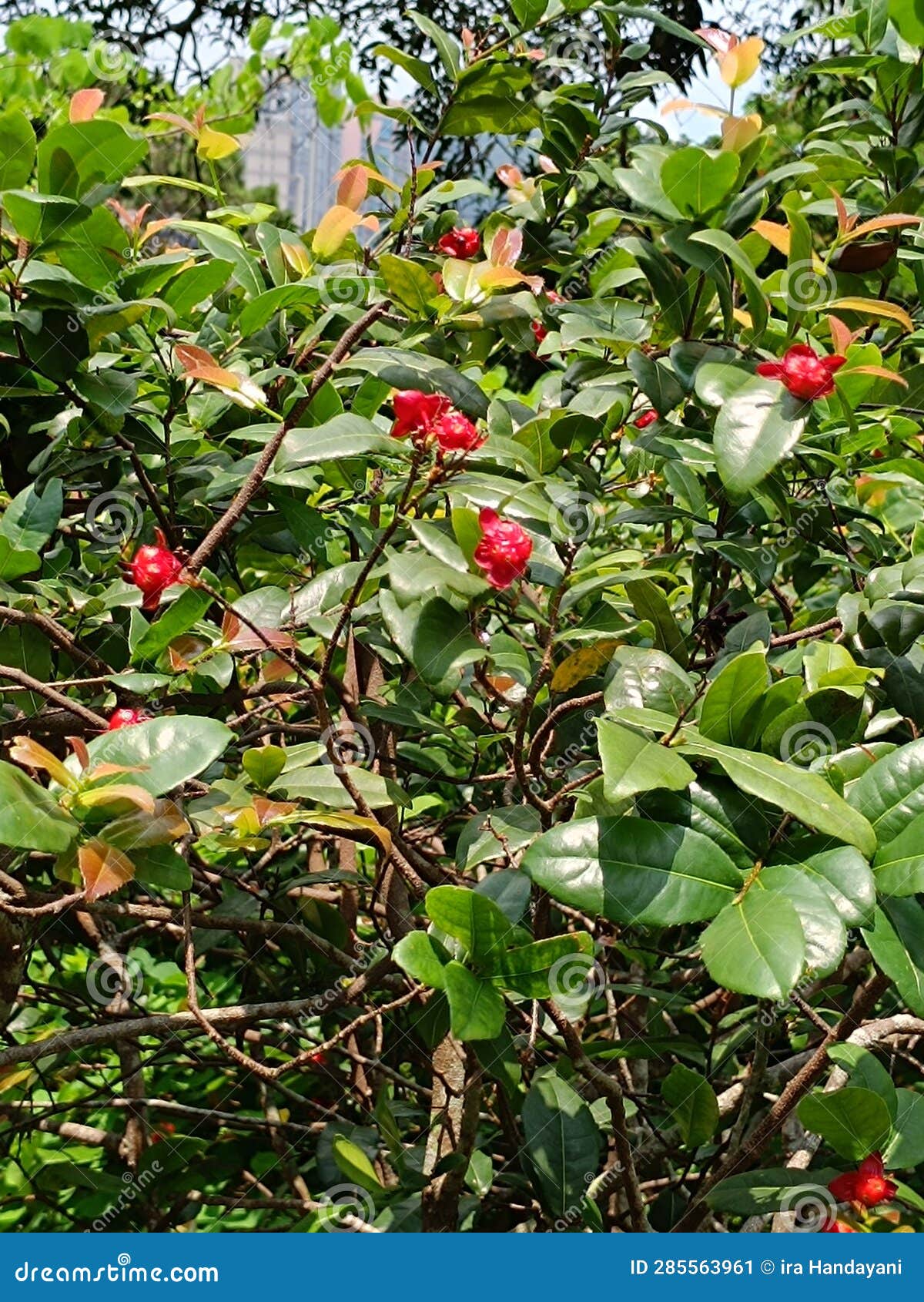 Ochna Integerrima or Vietnamese Mickey Mouse Plant in the Garden Stock ...