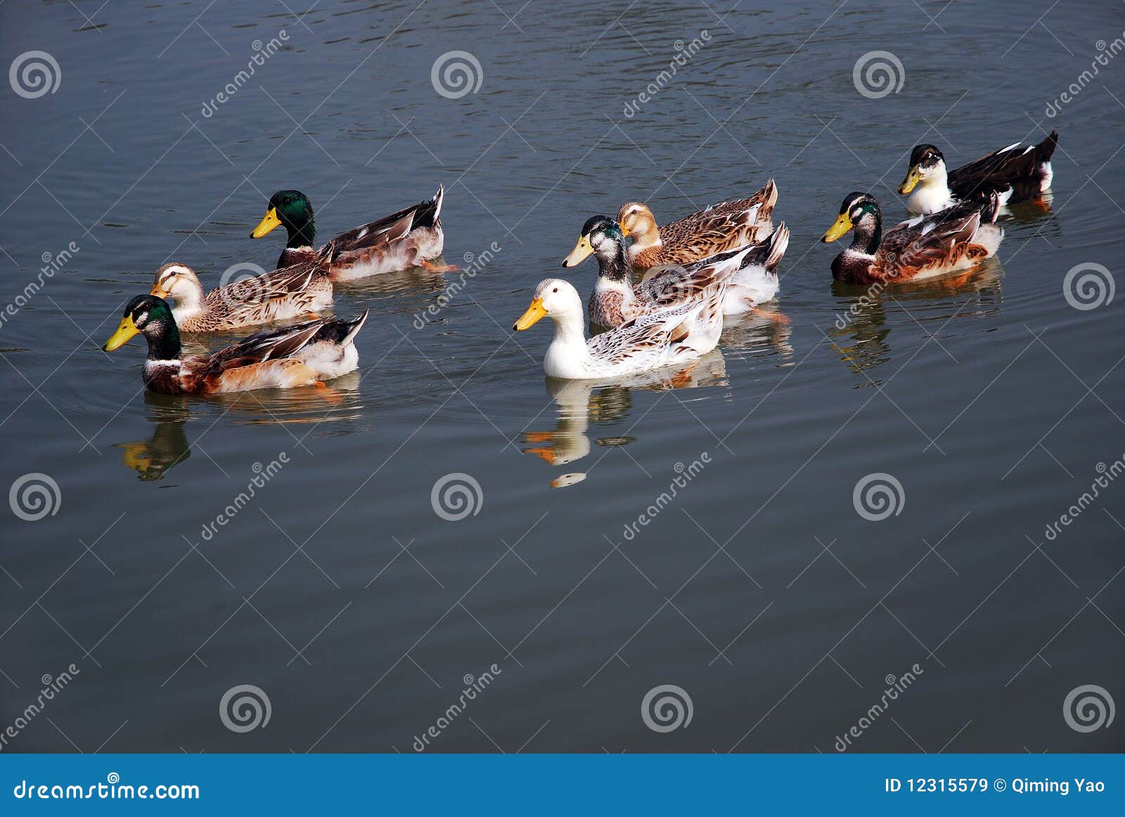 Ocho Patos En El Río Imágenes de archivo libres de regalías - Imagen ...