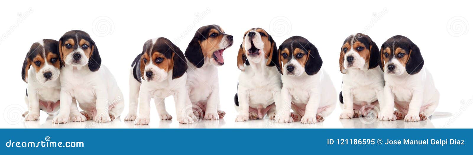 Ocho Perritos Hermosos Del Beagle Imagen de archivo - Imagen de retrato ...