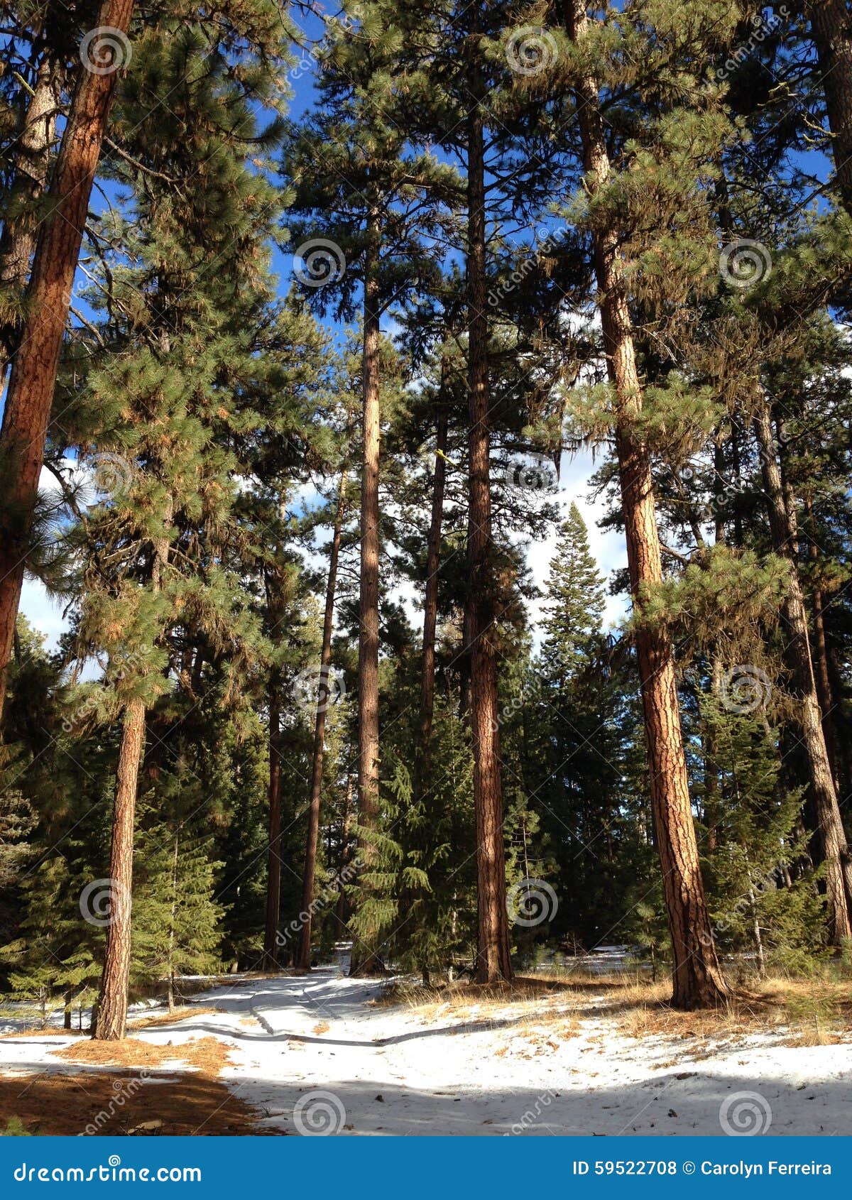 Ochoco National Forest stock photo. Image of oregon, ochoco - 59522708