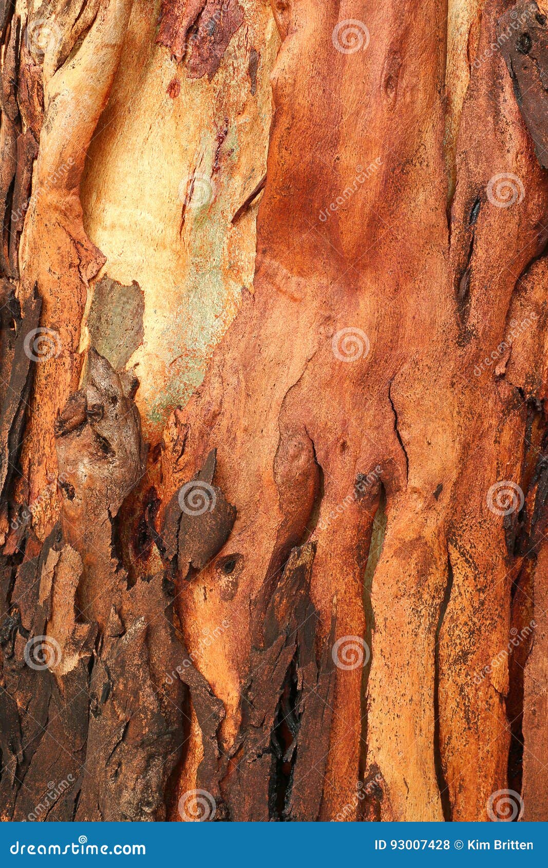 Ochre and Brown Bark Peeling Off a Tree Stock Photo - Image of ...