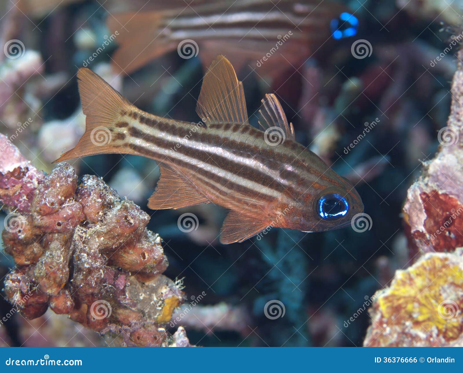 Ochre Striped Cardinalfish Stock Photos - Free & Royalty-Free Stock ...