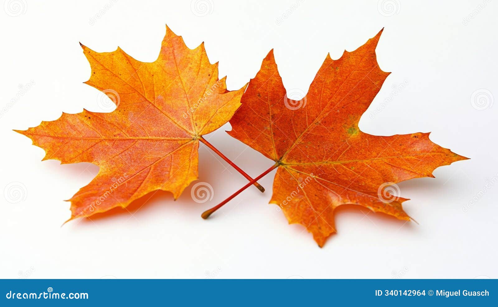 Ochre Tree Leaves on a White Background Stock Illustration ...