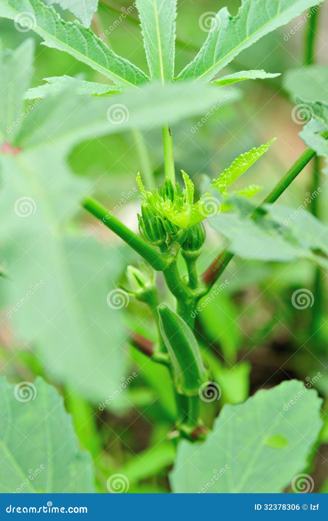 Ochro plant with flower stock photo. Image of green, flowering - 32378306