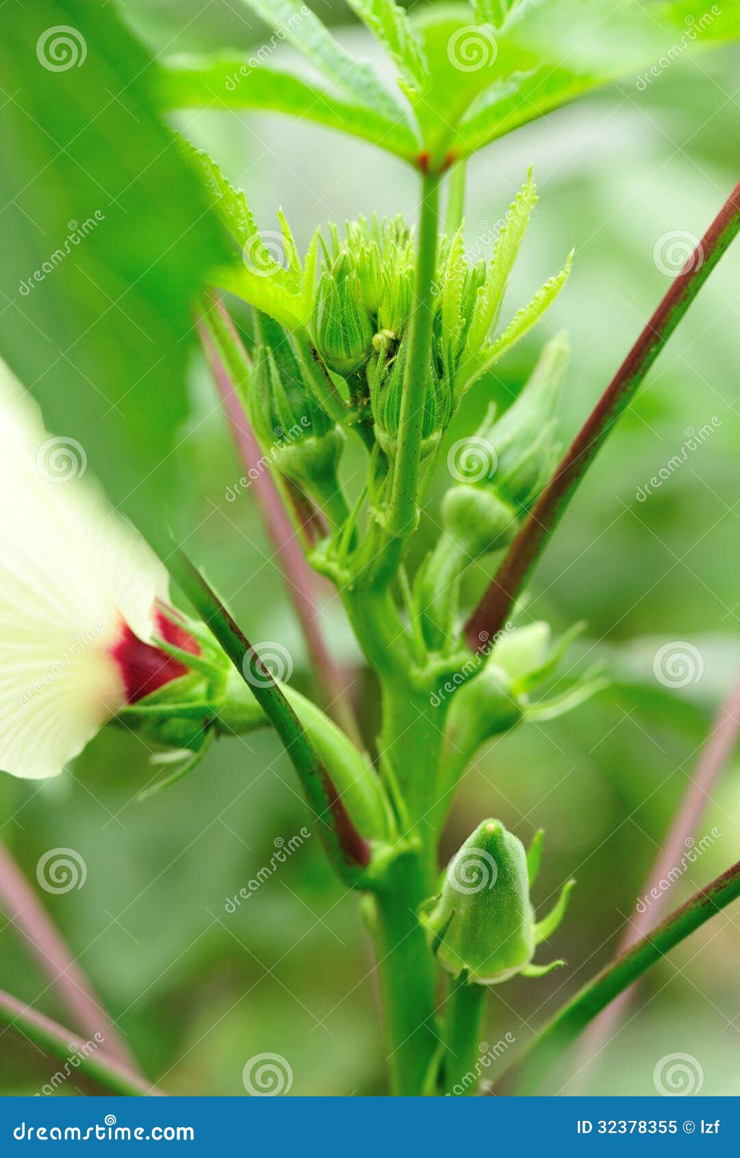 Ochro plant with flower stock image. Image of organic - 32378355