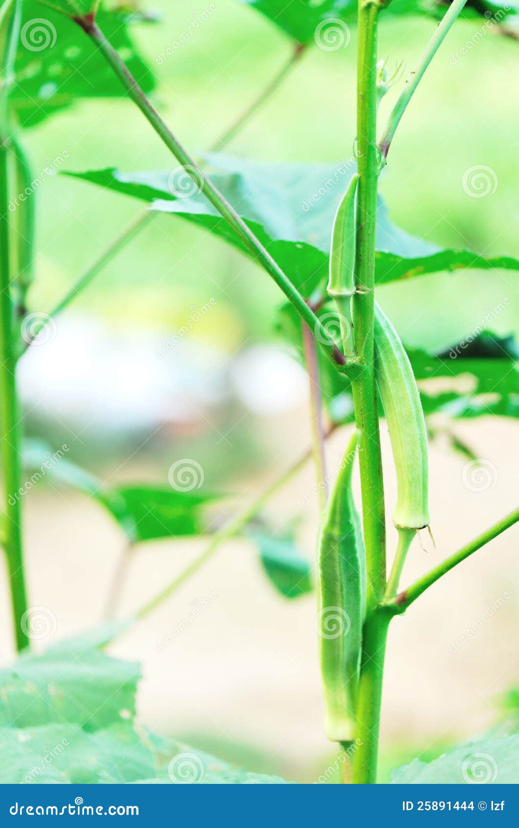 Ochro plants stock photo. Image of agriculture, outdoor - 25891444