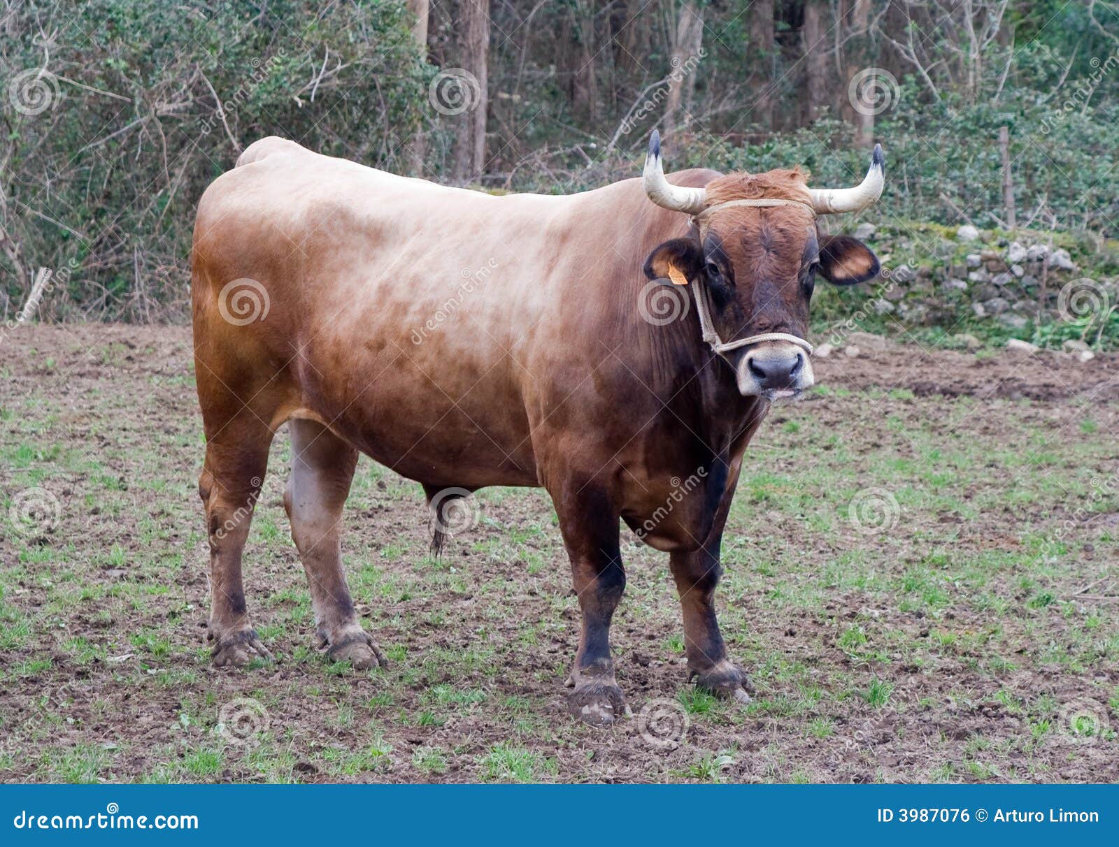 Ochse stockfoto. Bild von steak, bauernhof, tier, ochse - 3987076