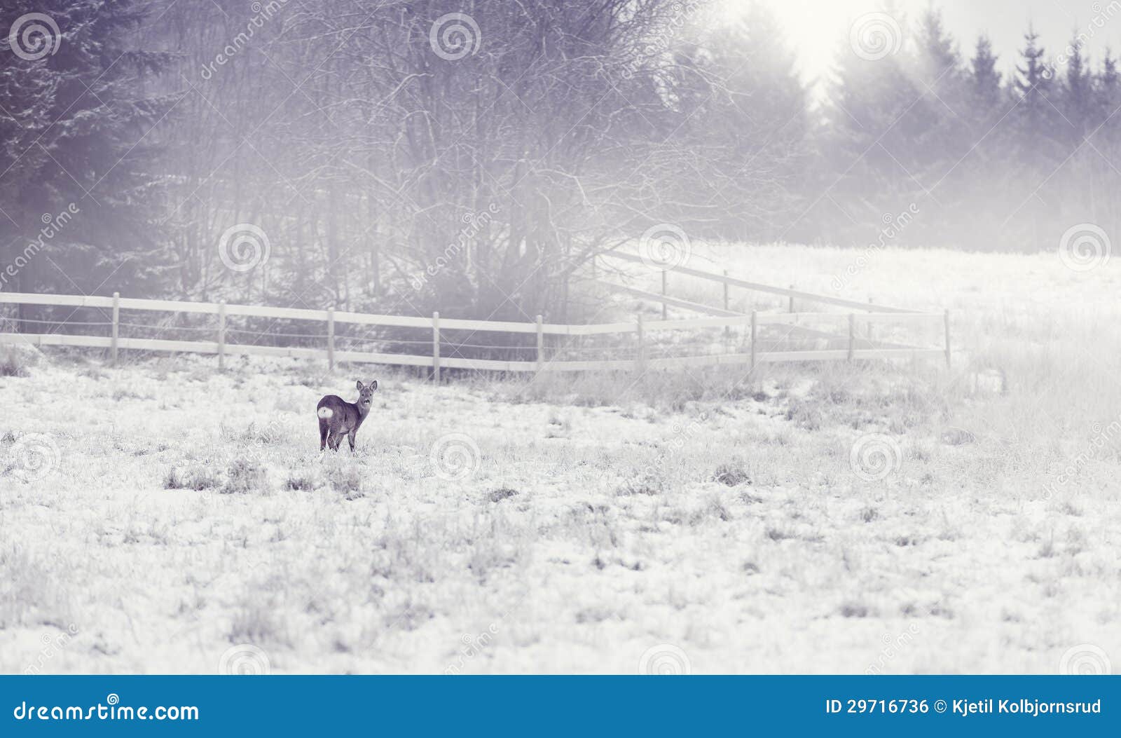 Ochtend Van De Herten De Koude Winter Stock Foto - Image of omheining ...