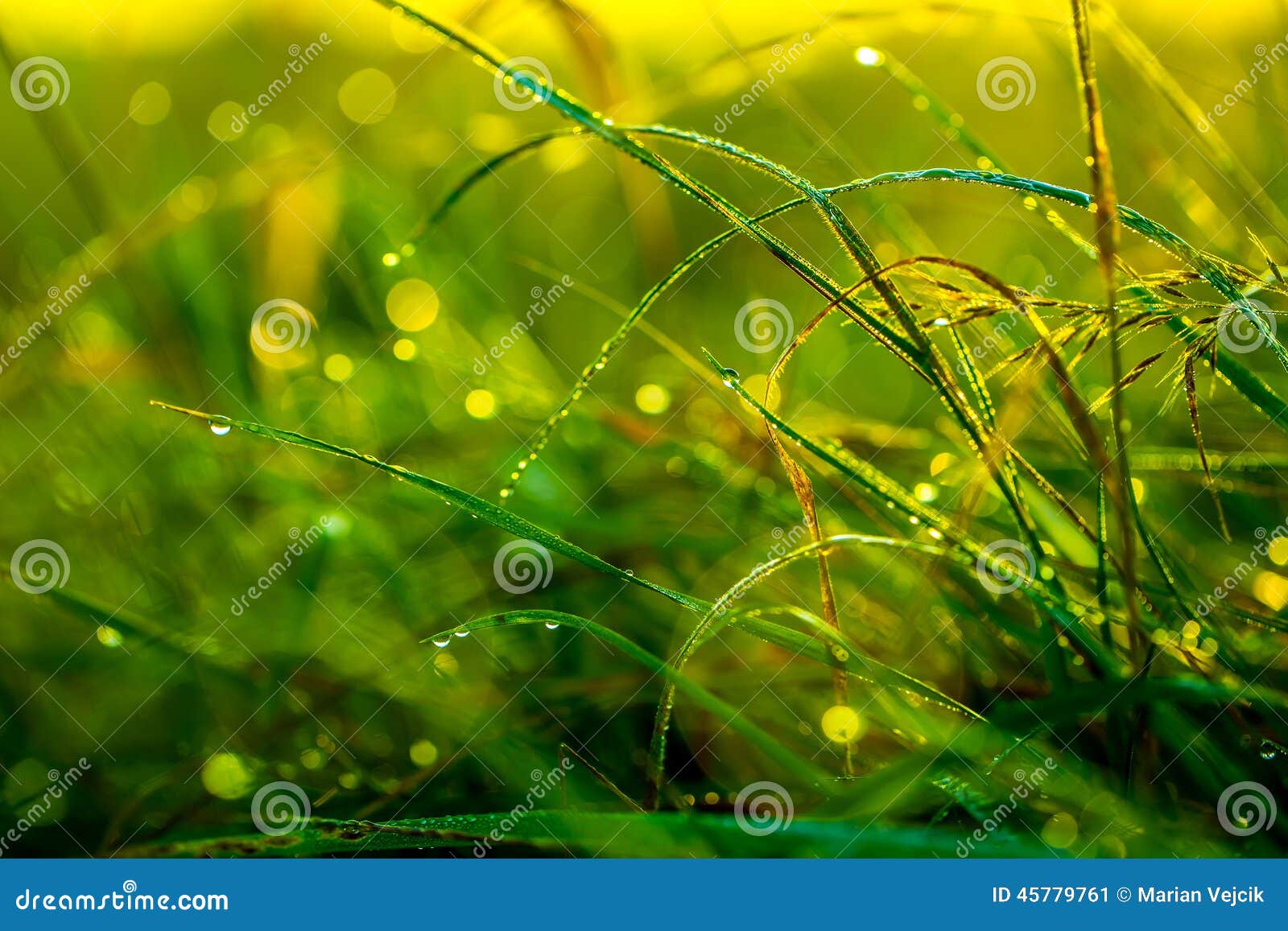 Ochtendgras Na Regen in De Backlit Ochtendzon Stock Afbeelding - Image ...