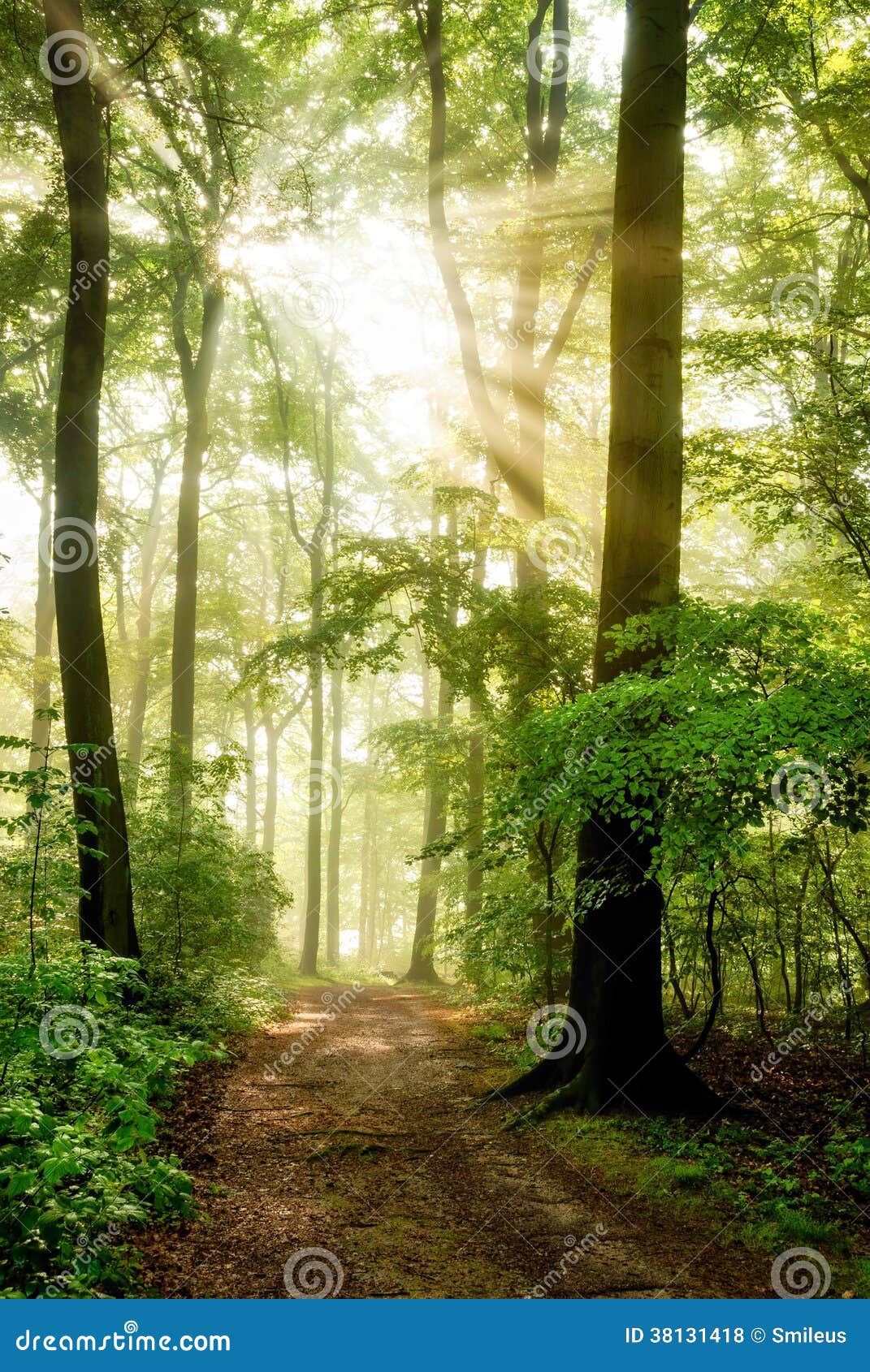 Ochtendzon Die in Het Mistige Bos Glanzen Stock Foto - Image of mist ...