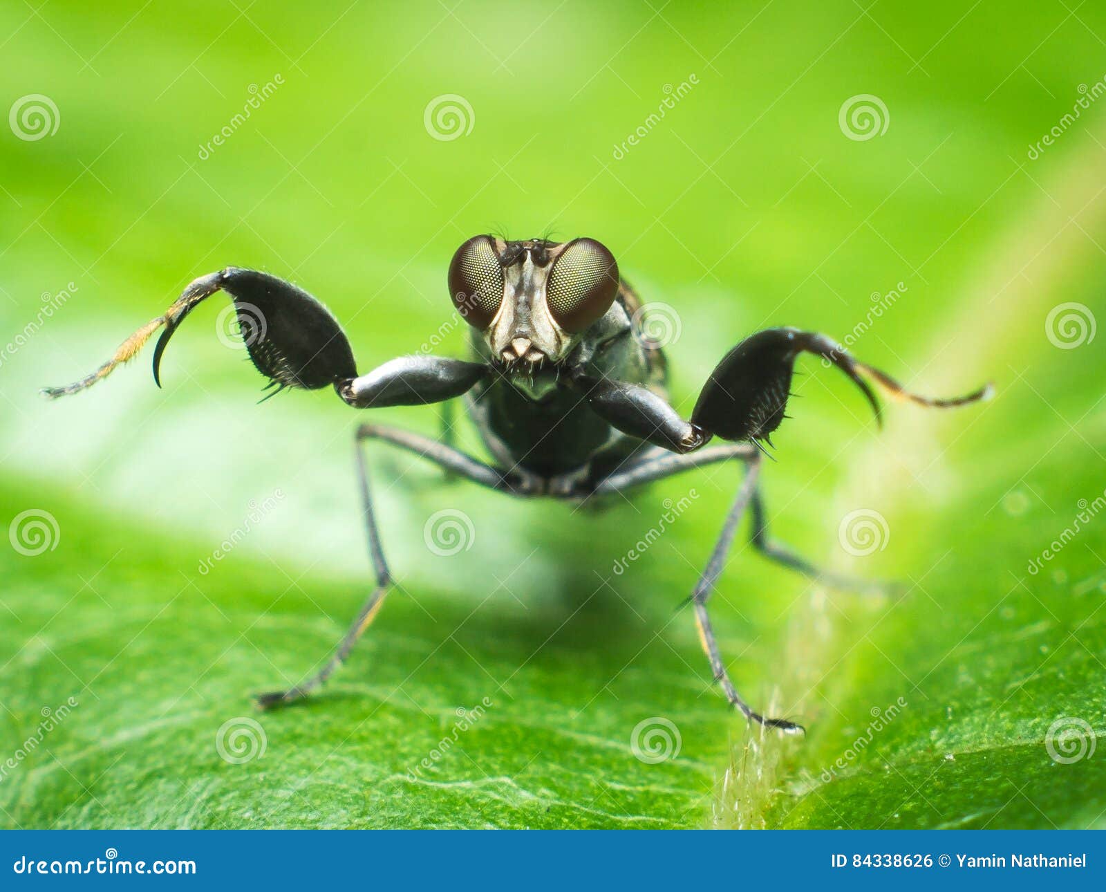 Ochthera Fly stock photo. Image of legs, green, unique - 84338626