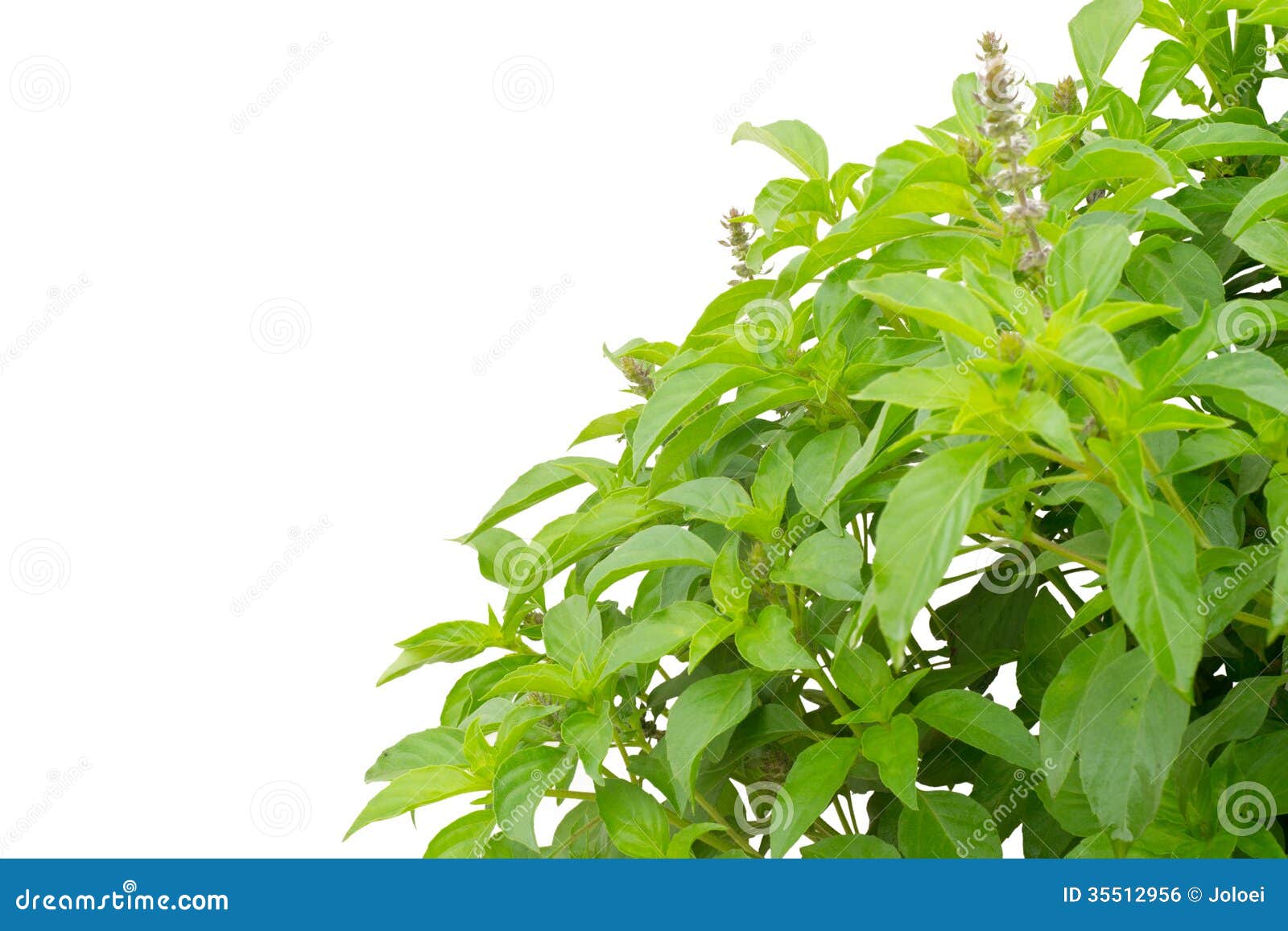 Ocimum basilicum fotografia stock. Immagine di crescere - 35512956