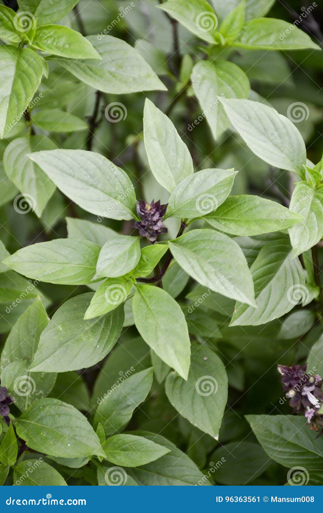 Ocimum basilicum plant stock image. Image of healthy - 96363561