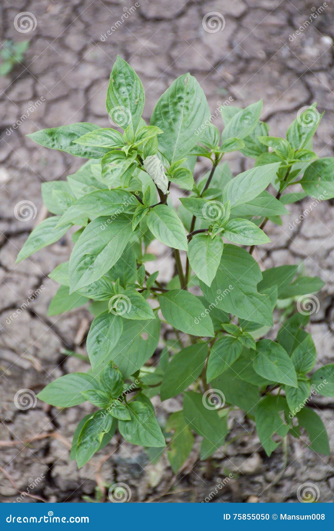 Ocimum Basilicum Tree in Nature Garden Stock Photo - Image of natural ...