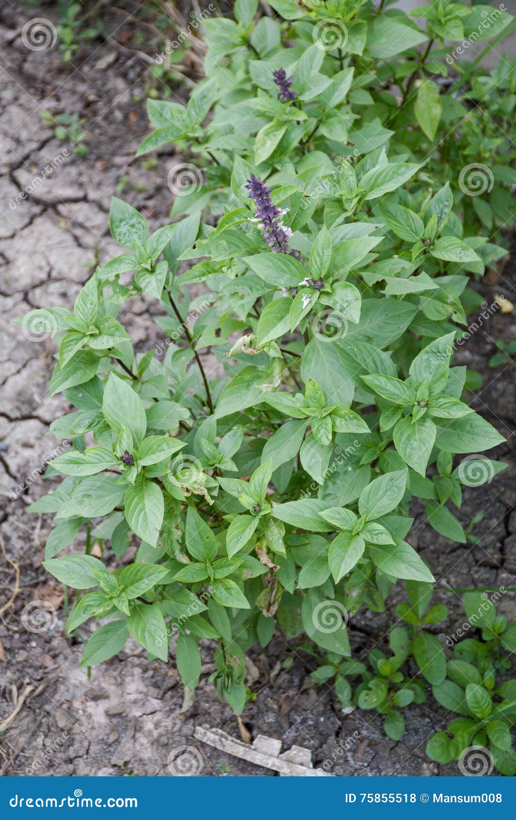 Ocimum Basilicum Tree in Nature Garden Stock Photo - Image of basilicum ...