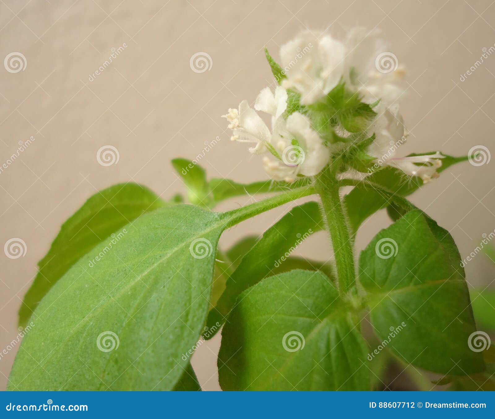 Ocimum Basilicum Var. Citriodorum Stock Photo - Image of manjericapound ...