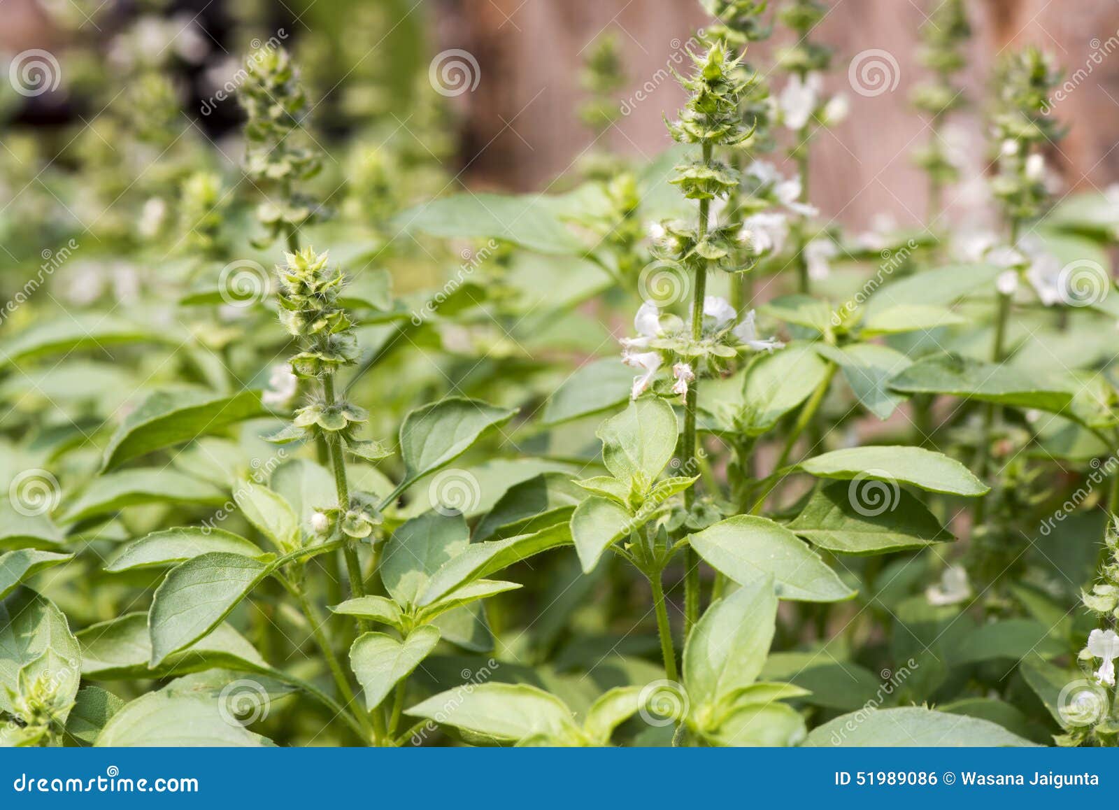 Ocimum basilicum stock photo. Image of green, branch - 51989086