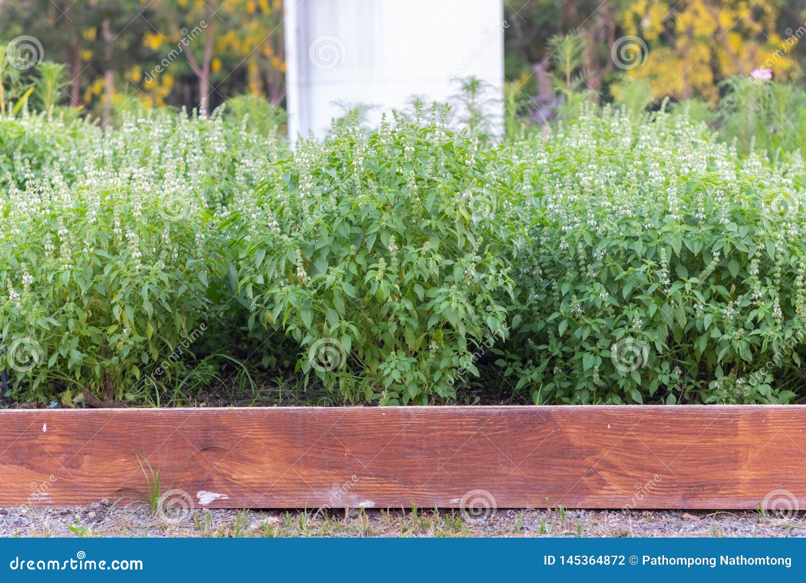 Hoary Basil or Lemon Basil Plant Stock Photo - Image of basil, healthy ...