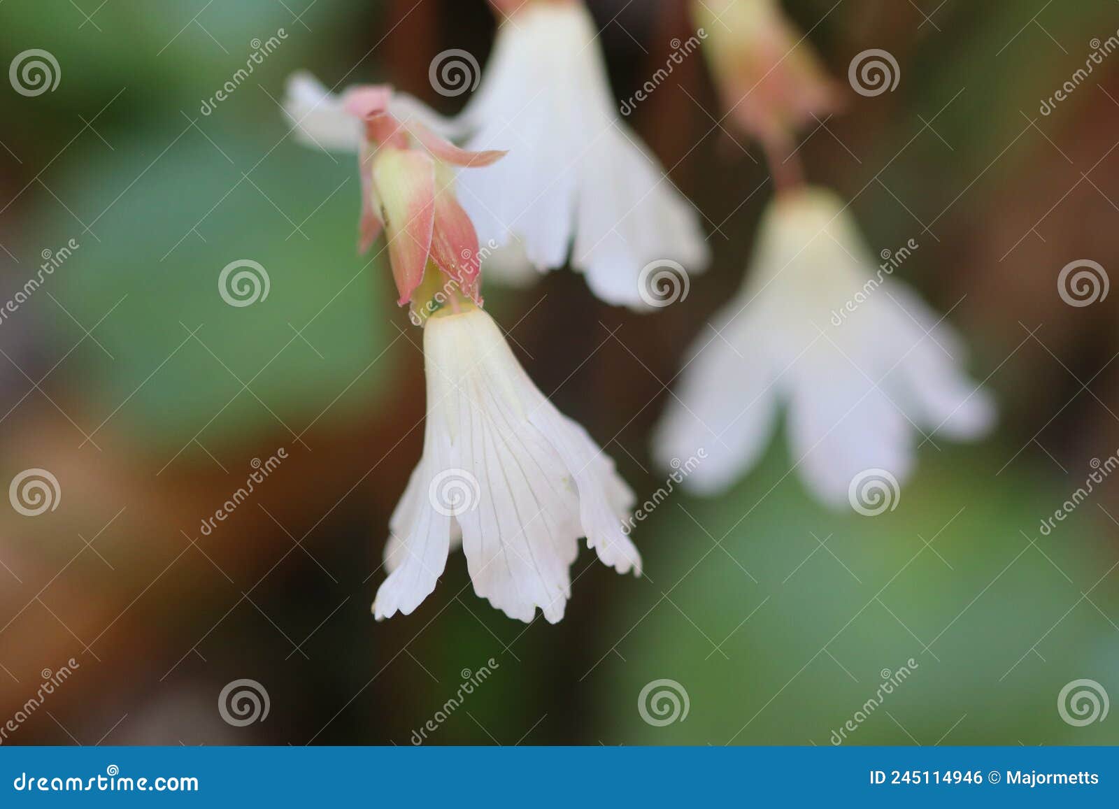 Oconee Belll Flower Facing Down, Horizontal Stock Photo - Image of ...