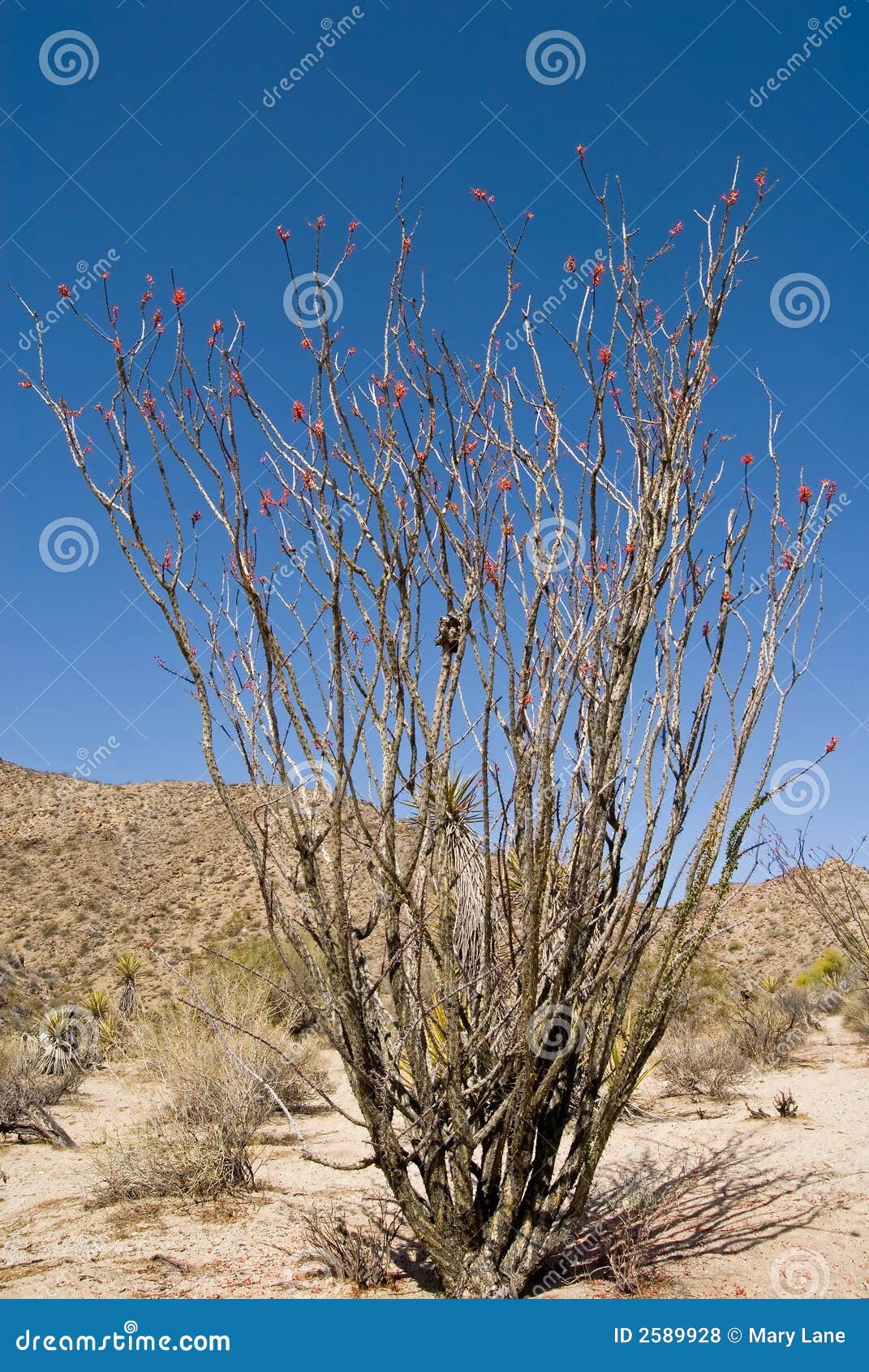 Ocotillo stock photo. Image of trees, joshua, foliage - 2589928