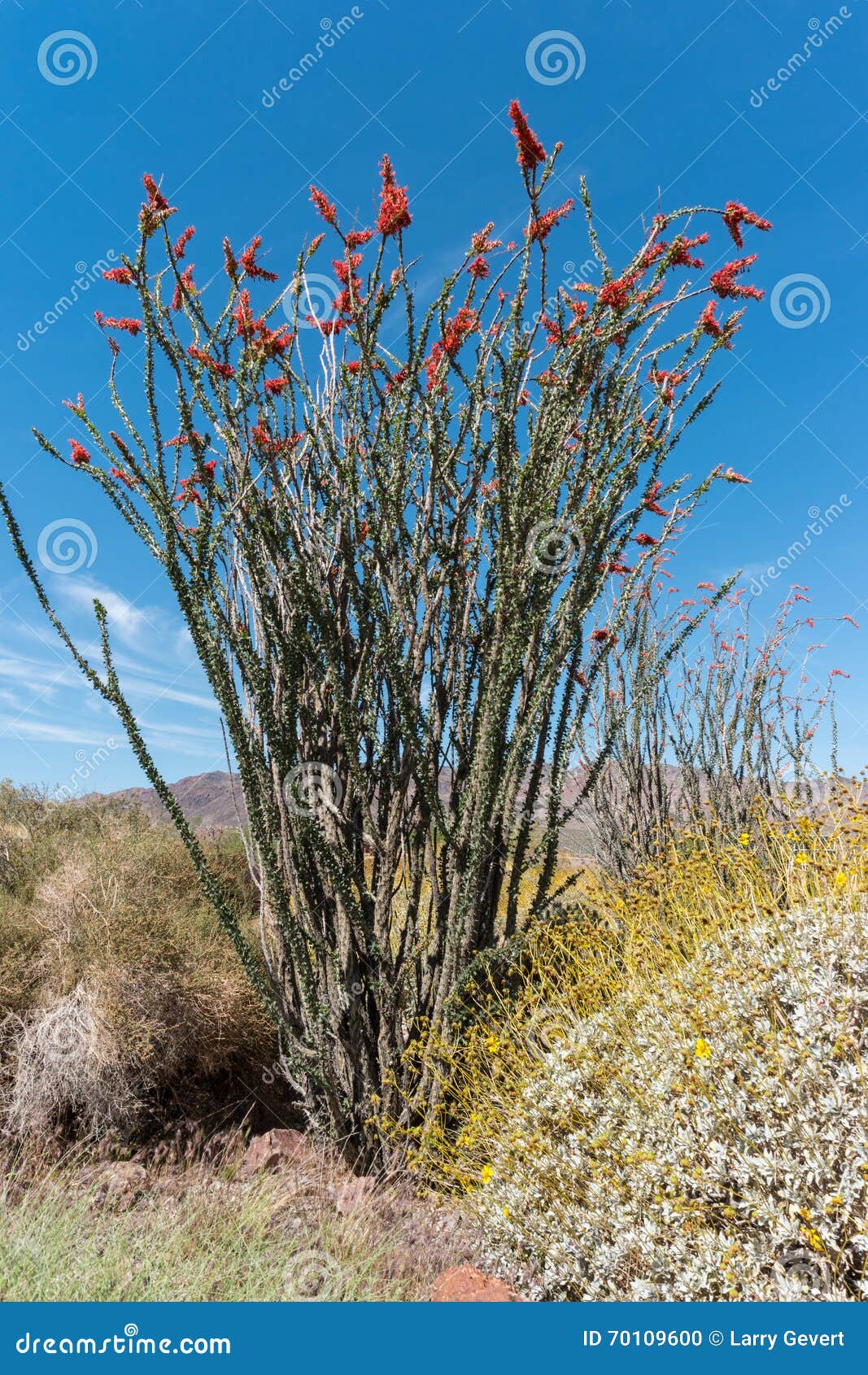 Ocotillo in bloom stock photo. Image of beavertail, scenic - 70109600