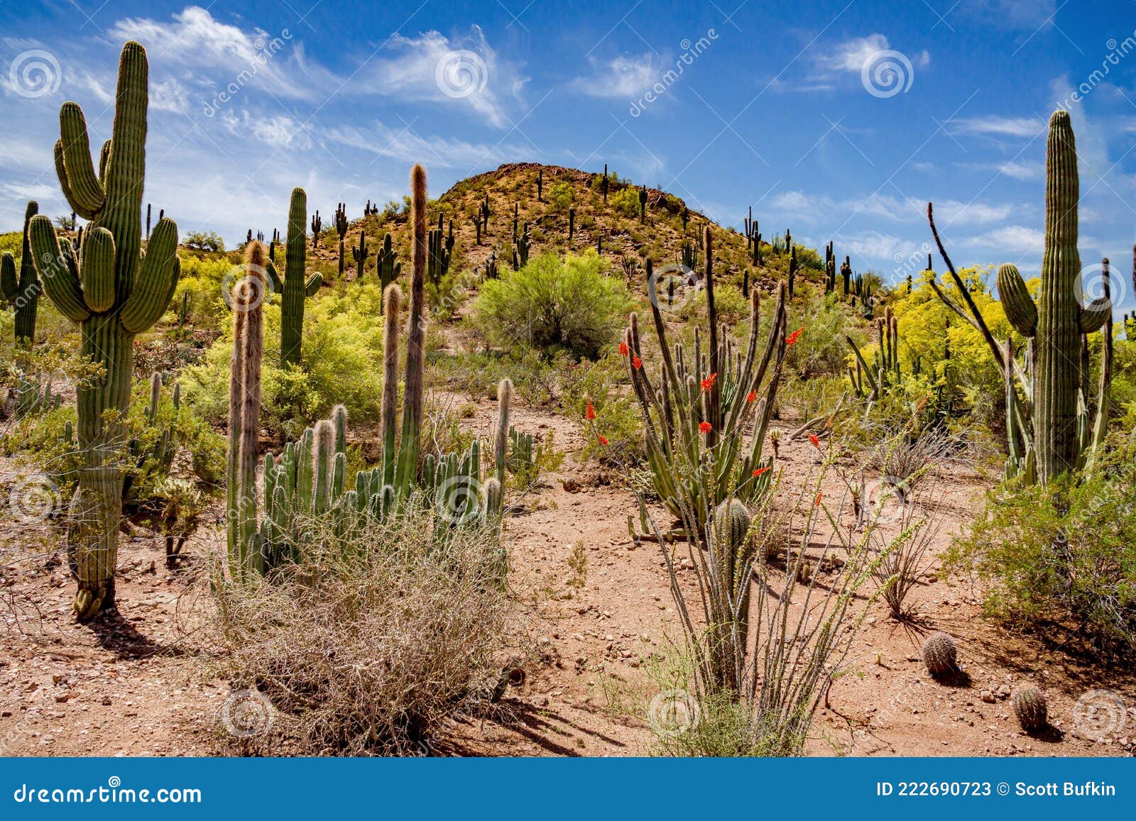 Spring in the Desert stock image. Image of scenery, saguaro - 222690723