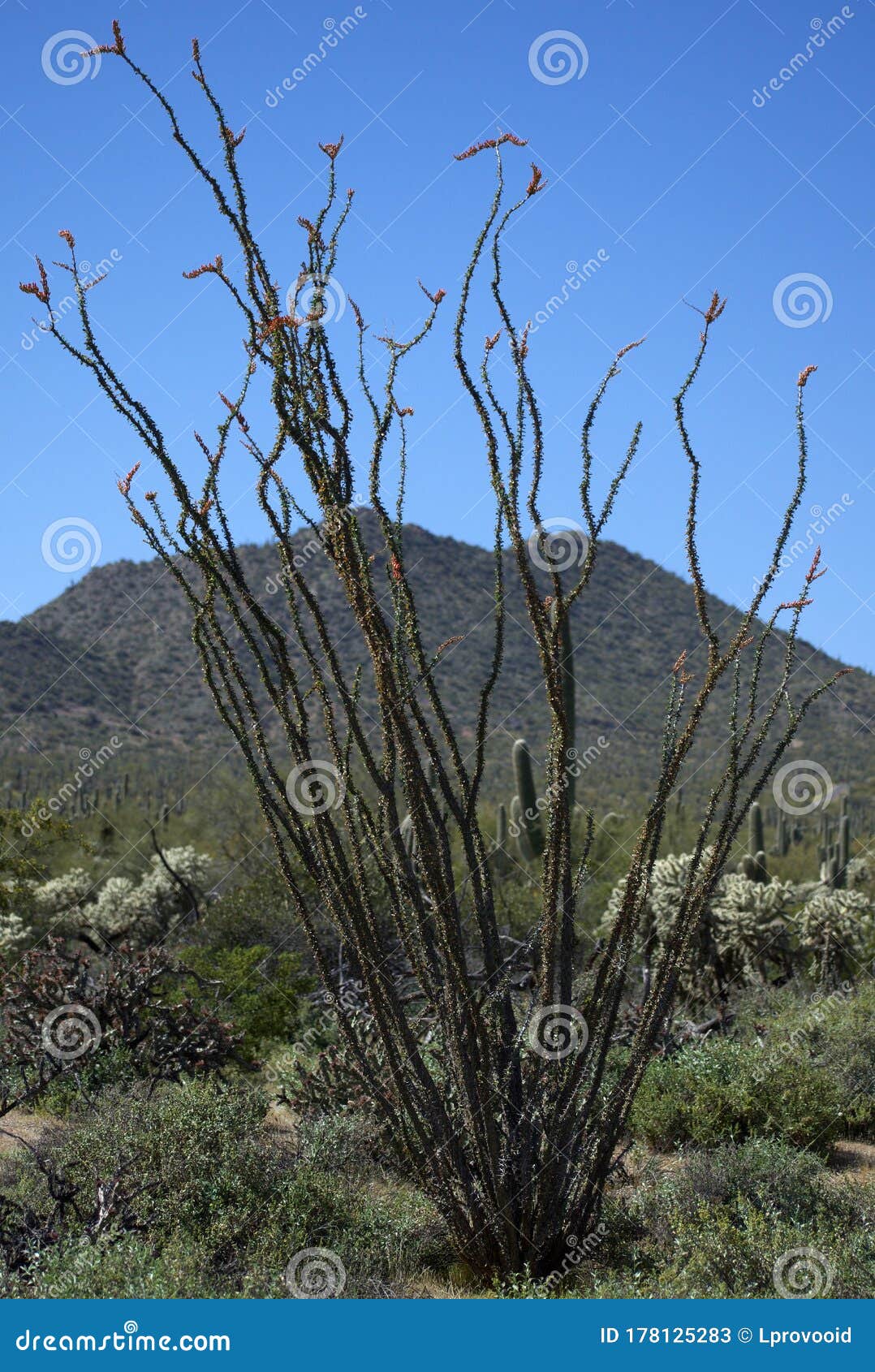 Ocotillo Cactus Flowers in-Bloom Stock Image - Image of ocotillo, blue ...