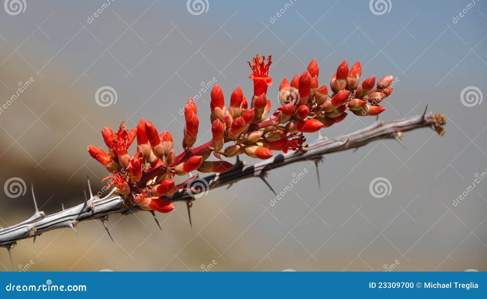 Ocotillo Flower in Bloom stock photo. Image of vegetation - 23309700