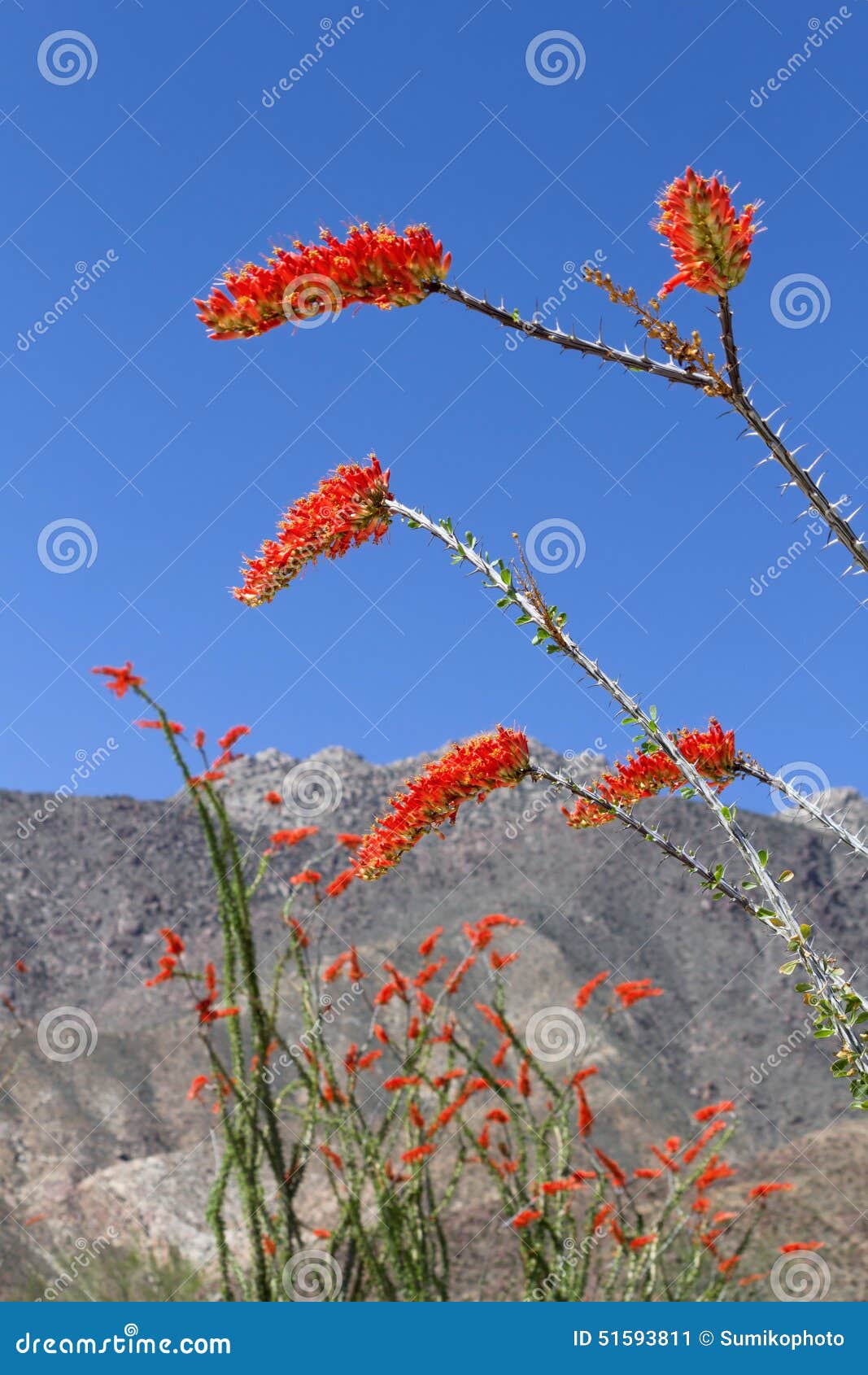 Ocotillo Royalty-Free Stock Image | CartoonDealer.com #11447374