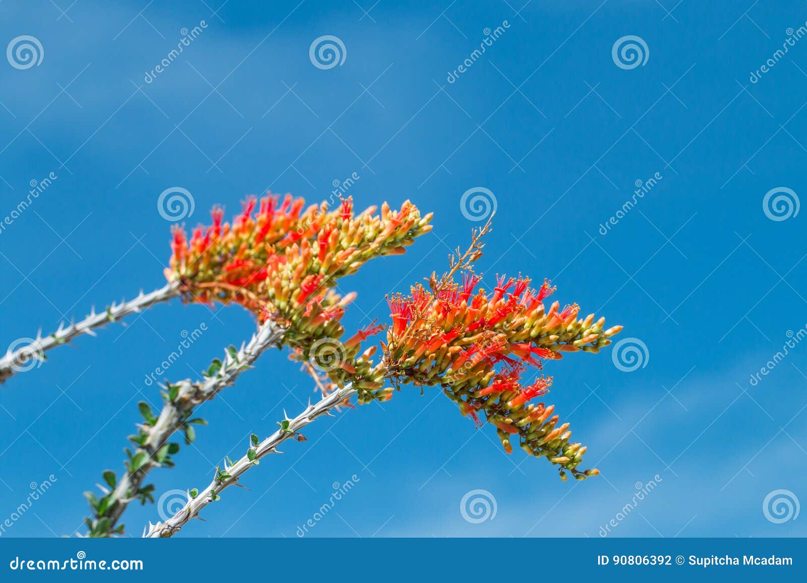 Ocotillo flowers blooming. stock photo. Image of blue - 90806392