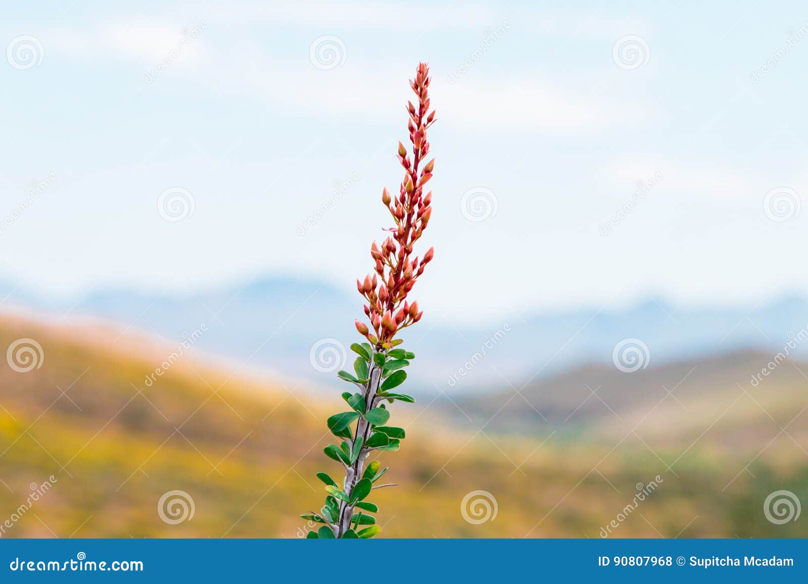 Ocotillo flowers blooming. stock photo. Image of leaves - 90807968